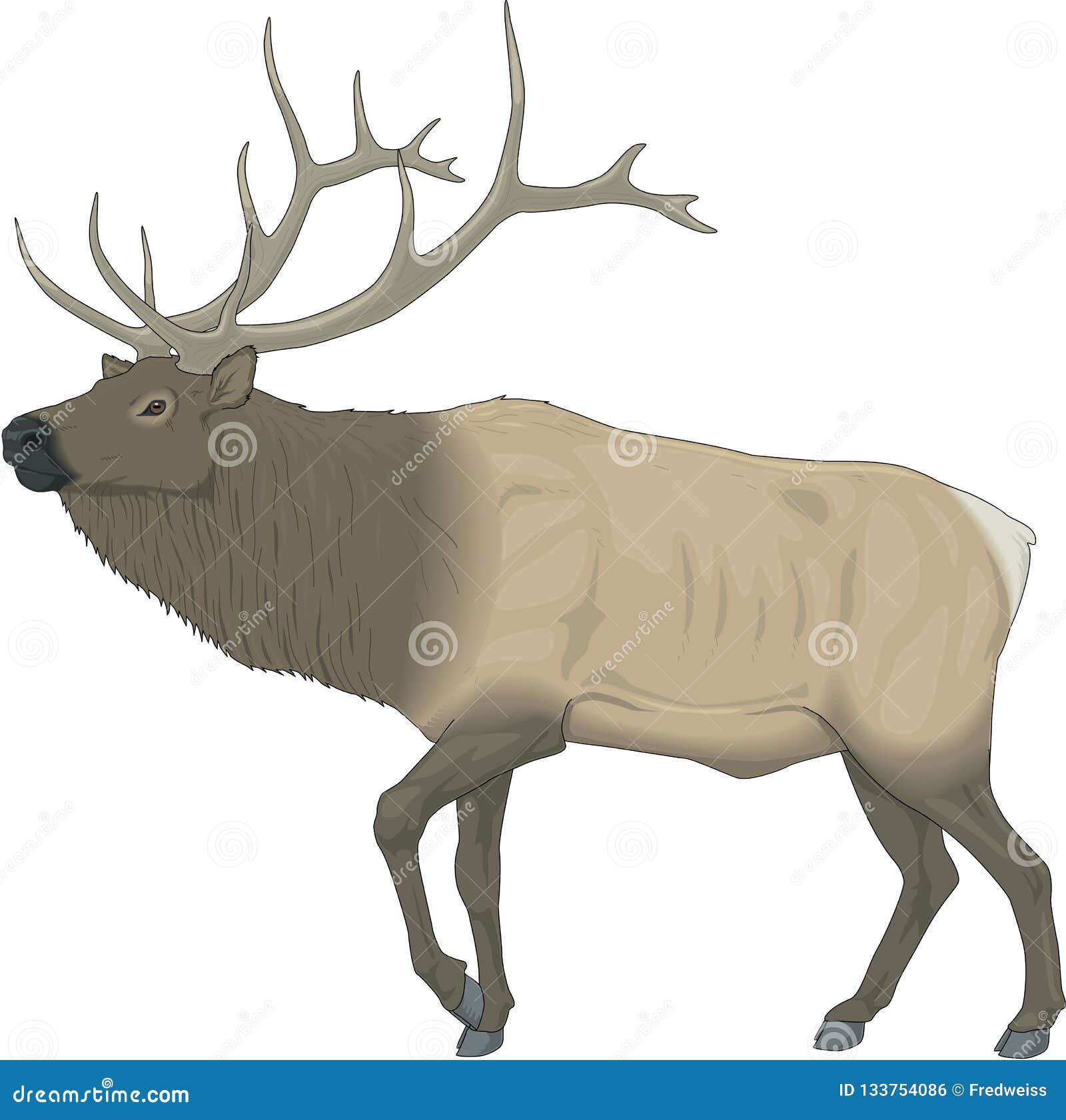 Elk Standing Illustration stock vector. Illustration of animals - 133754086