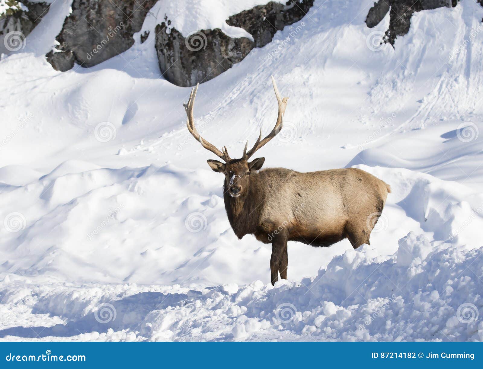 Elk standing in the snow stock photo. Image of autumn - 87214182