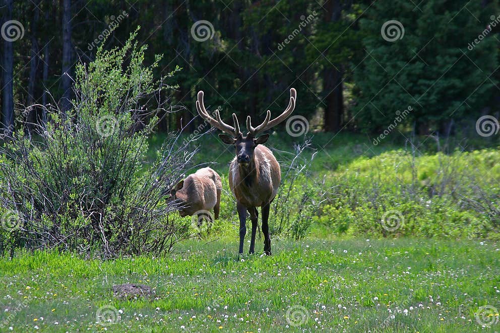 Elk stare stock image. Image of powerful, animal, outdoor - 1503191