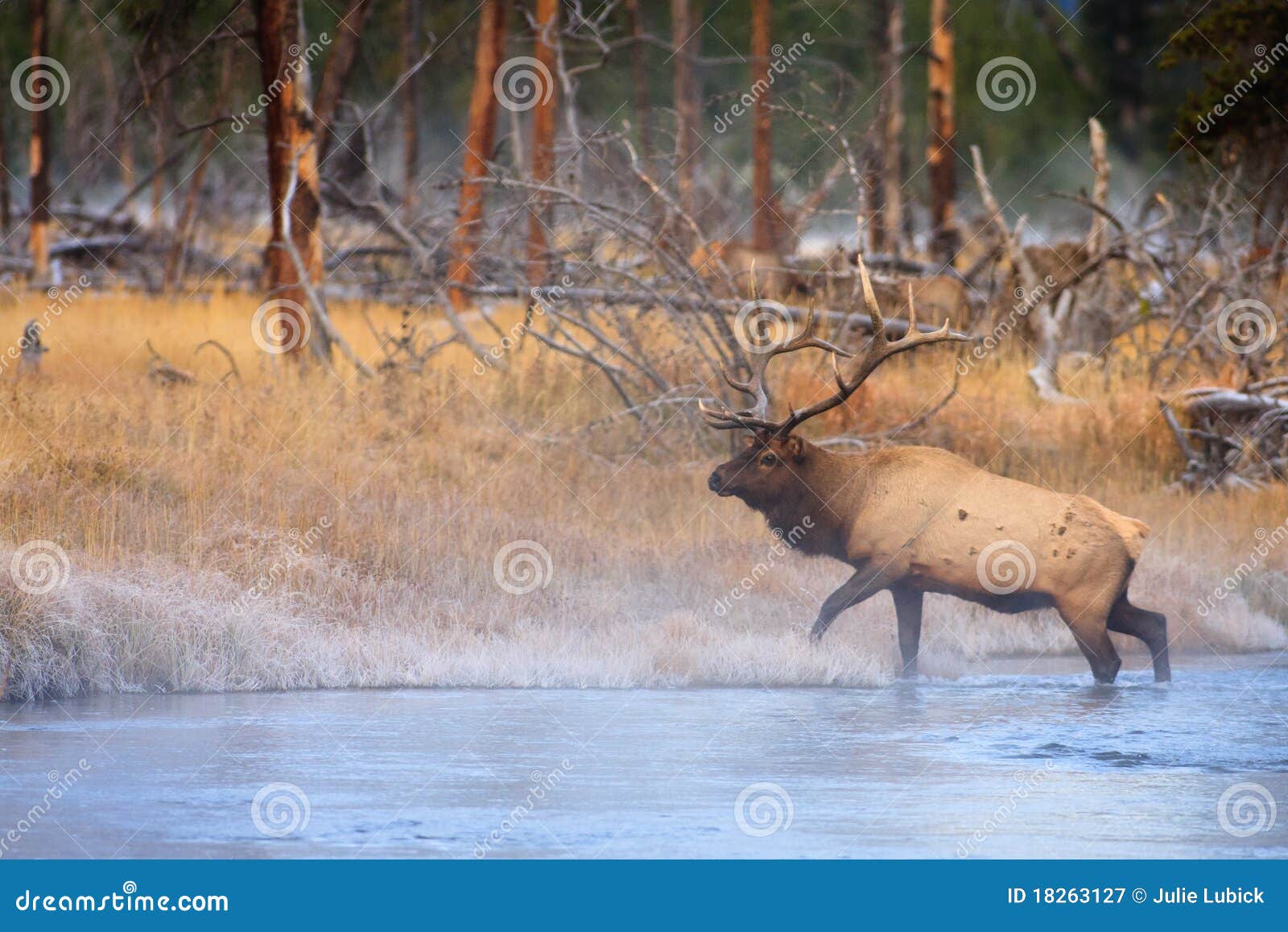 Elk Stepping Onto Frost Covered River Bank Stock Image - Image of ...
