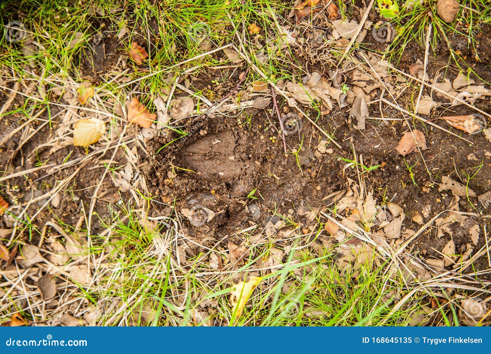 Elk Tracks on the Ground in Early Fall Stock Image - Image of dirk ...