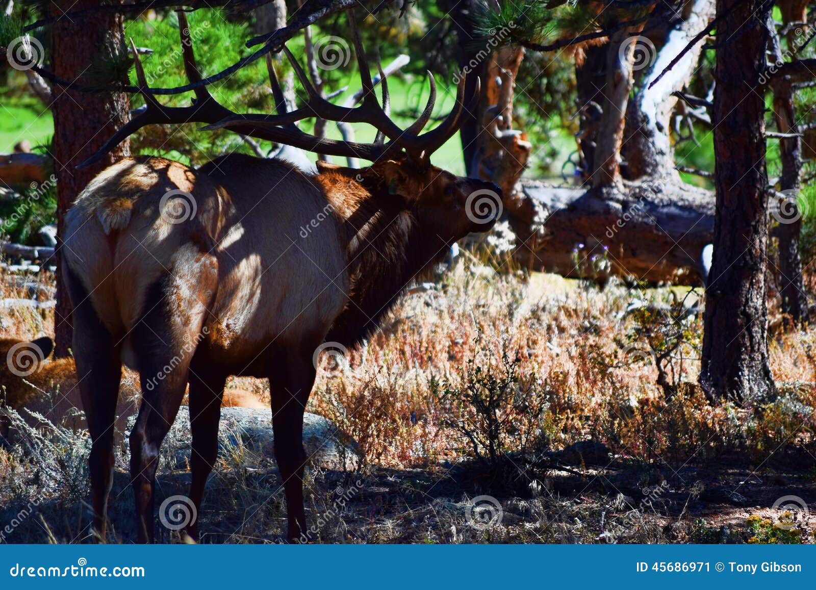 Elk under tree stock image. Image of nature, trees, bull - 45686971
