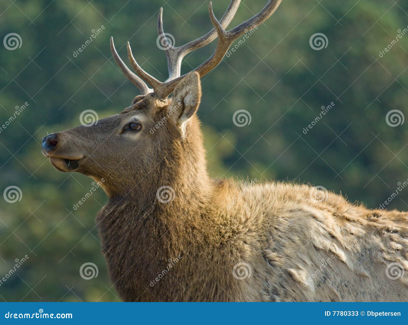 Elk Up Close stock image. Image of travel, nature, wildlife - 7780333