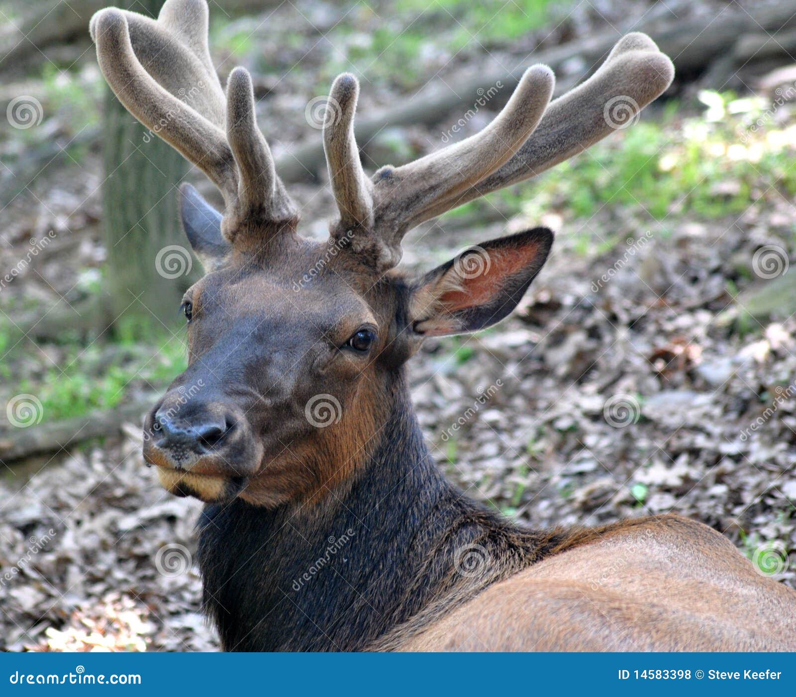 An Elk in Velvet stock photo. Image of nose, eyes, mule - 14583398