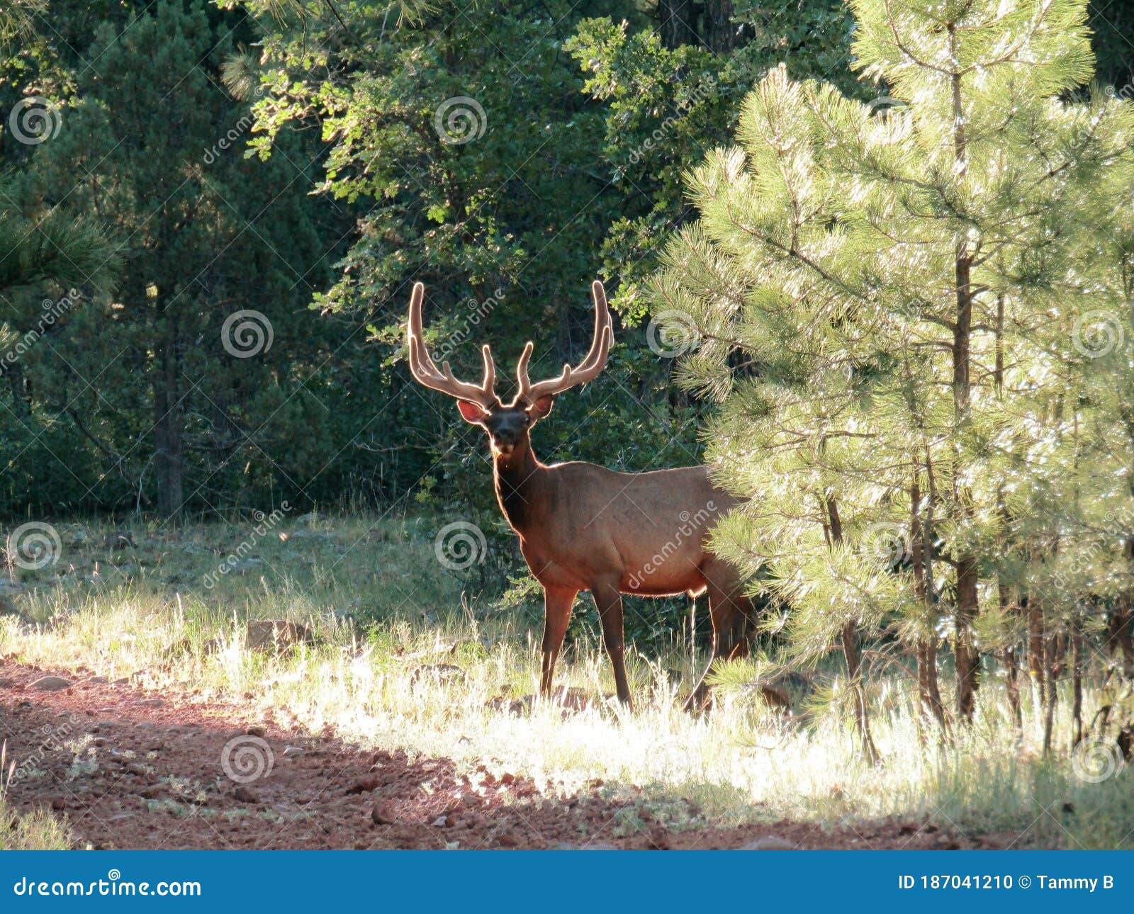 Elk with Velvet Anters in Forest Stock Photo - Image of horns, bull ...