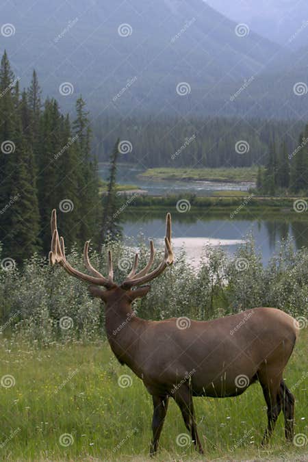Elk View stock image. Image of mountain, stag, animal, rack - 118713