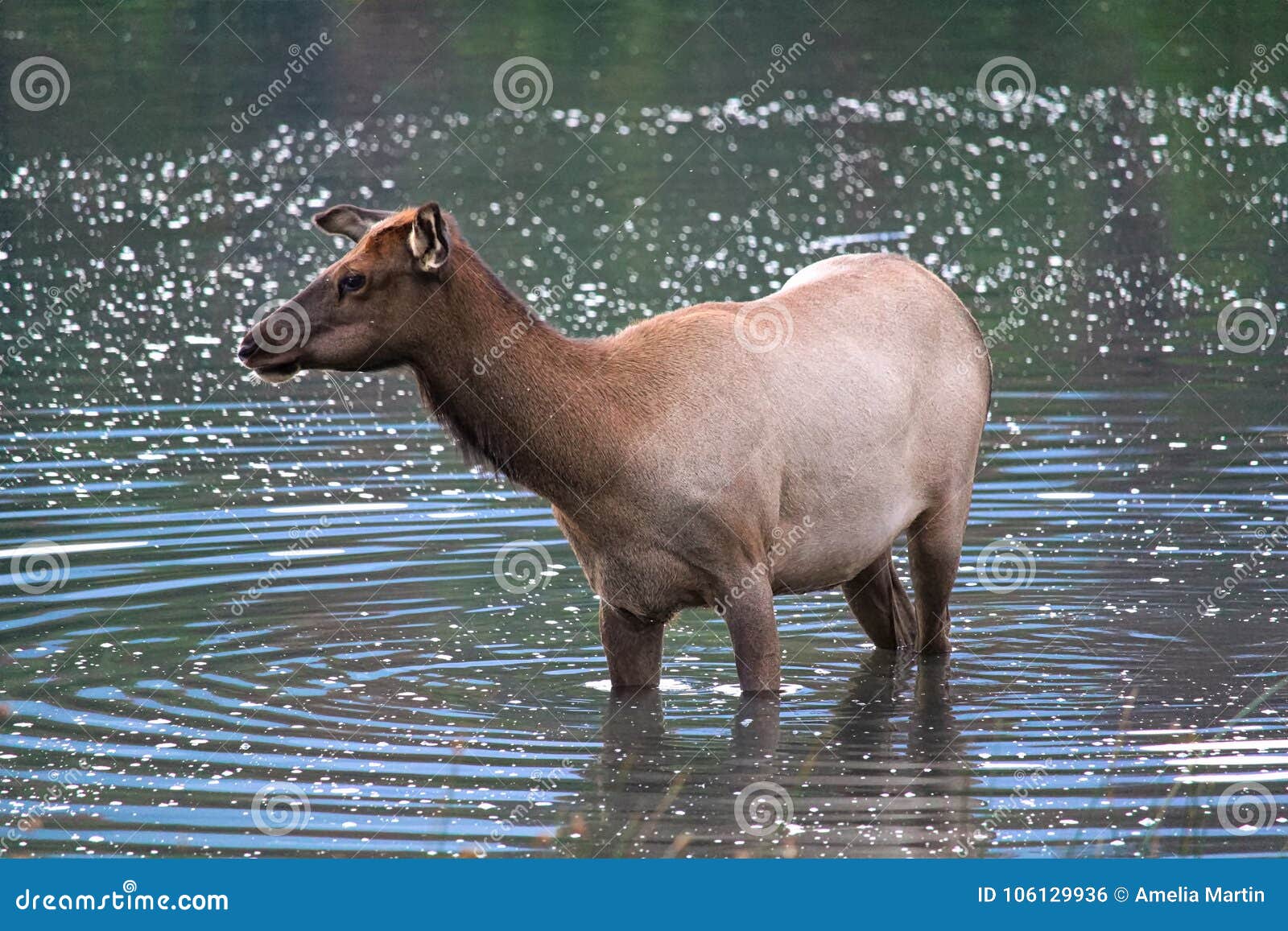 An Elk Wadding in the Water Going for a Drink Stock Photo - Image of ...