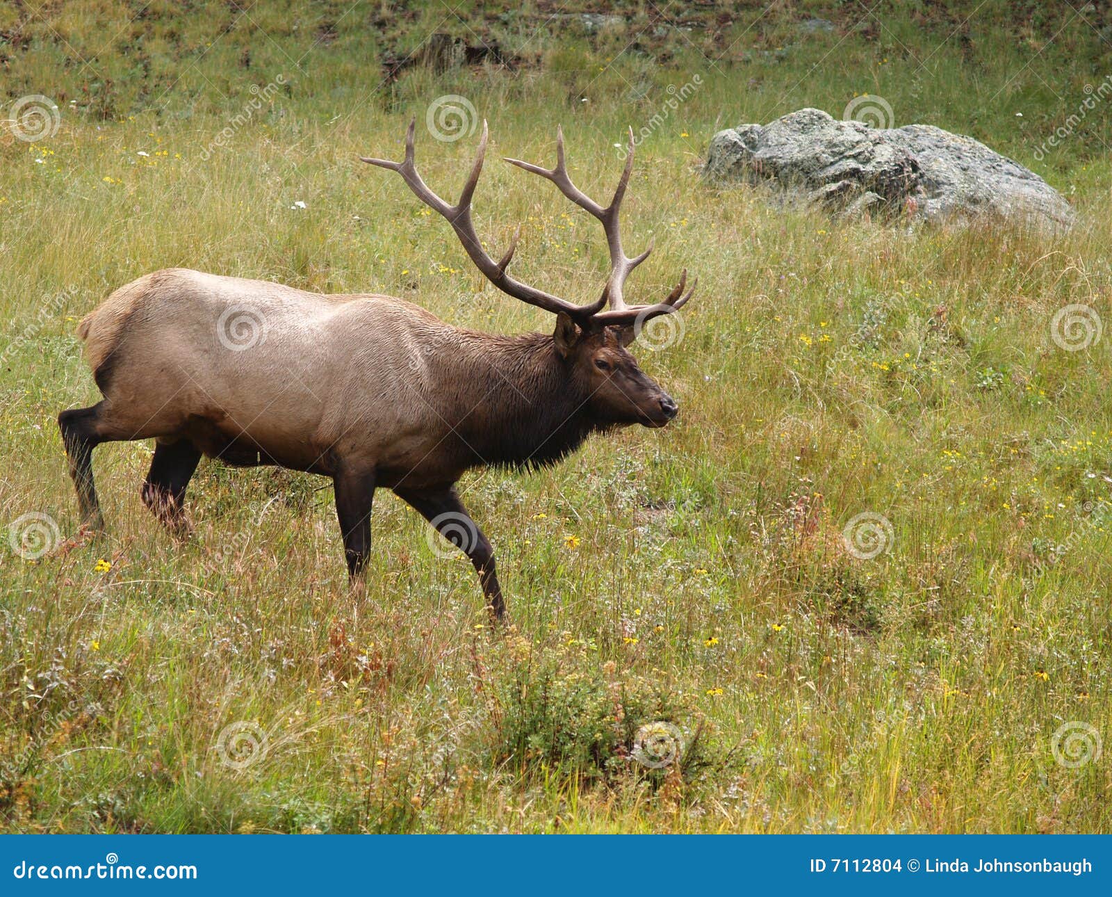 Elk Walking stock photo. Image of herbivore, meadow, outdoor - 7112804