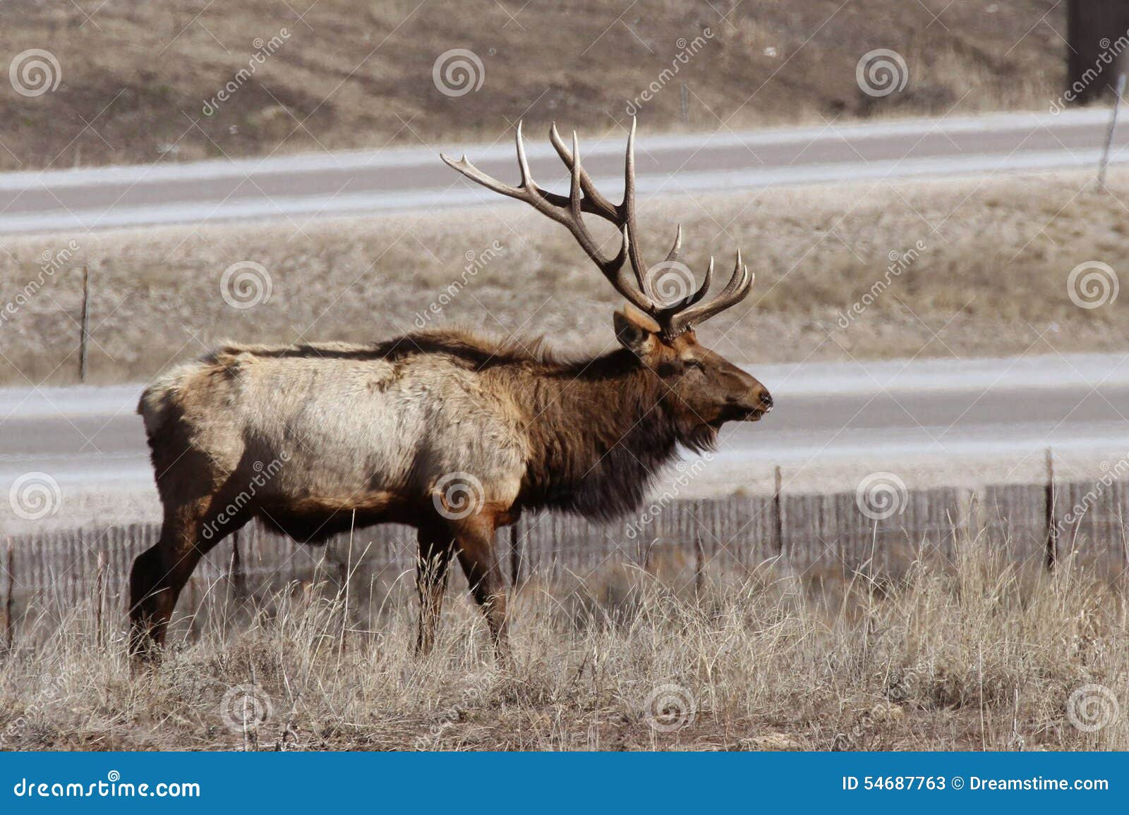 Elk stock image. Image of road, next, highway, walking - 54687763