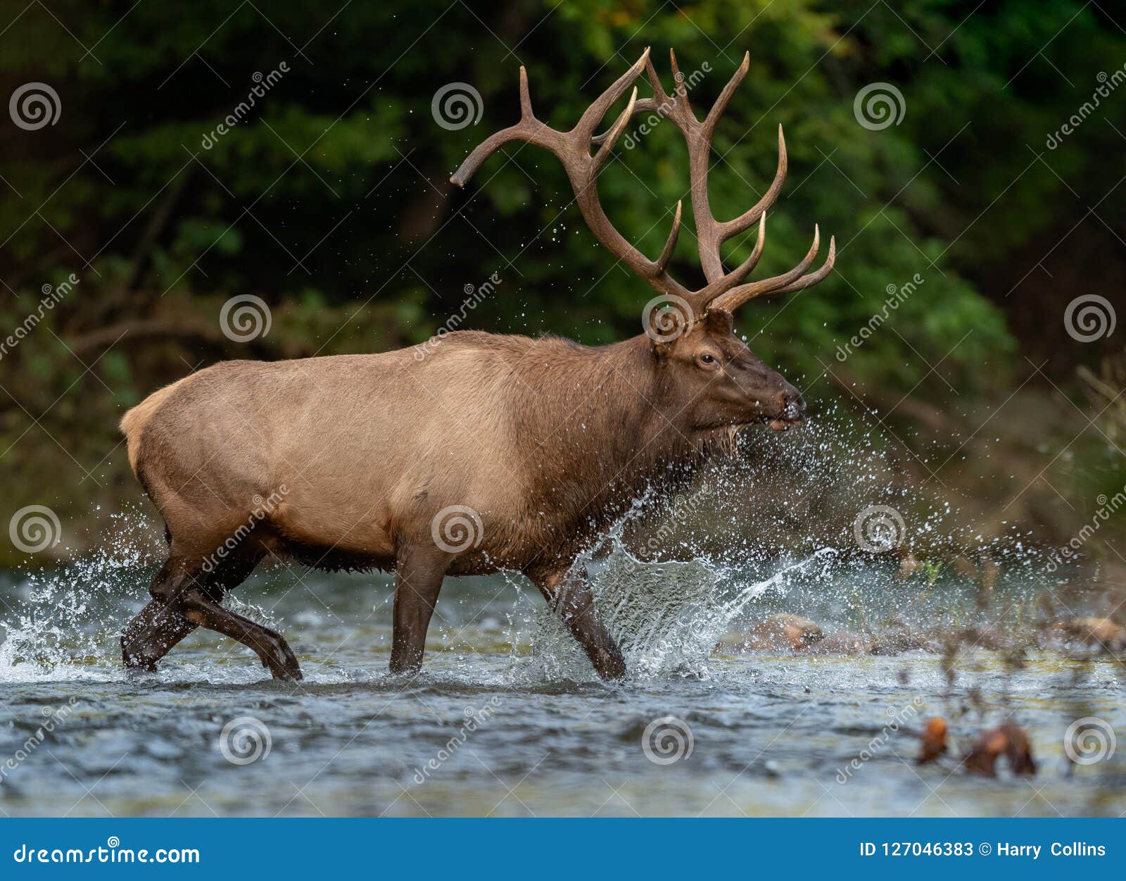 Elk walking in the water stock image. Image of mouth - 127046383
