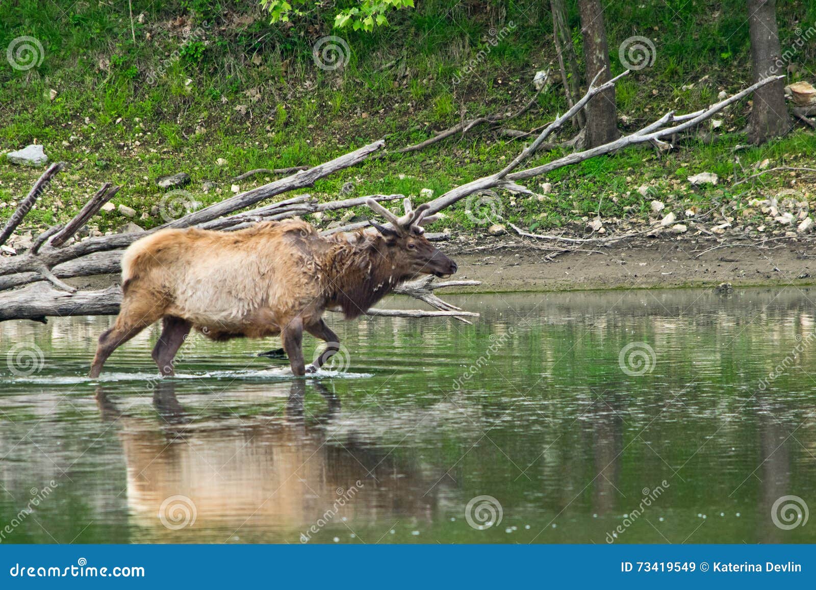 An elk walking into water stock image. Image of endemic - 73419549