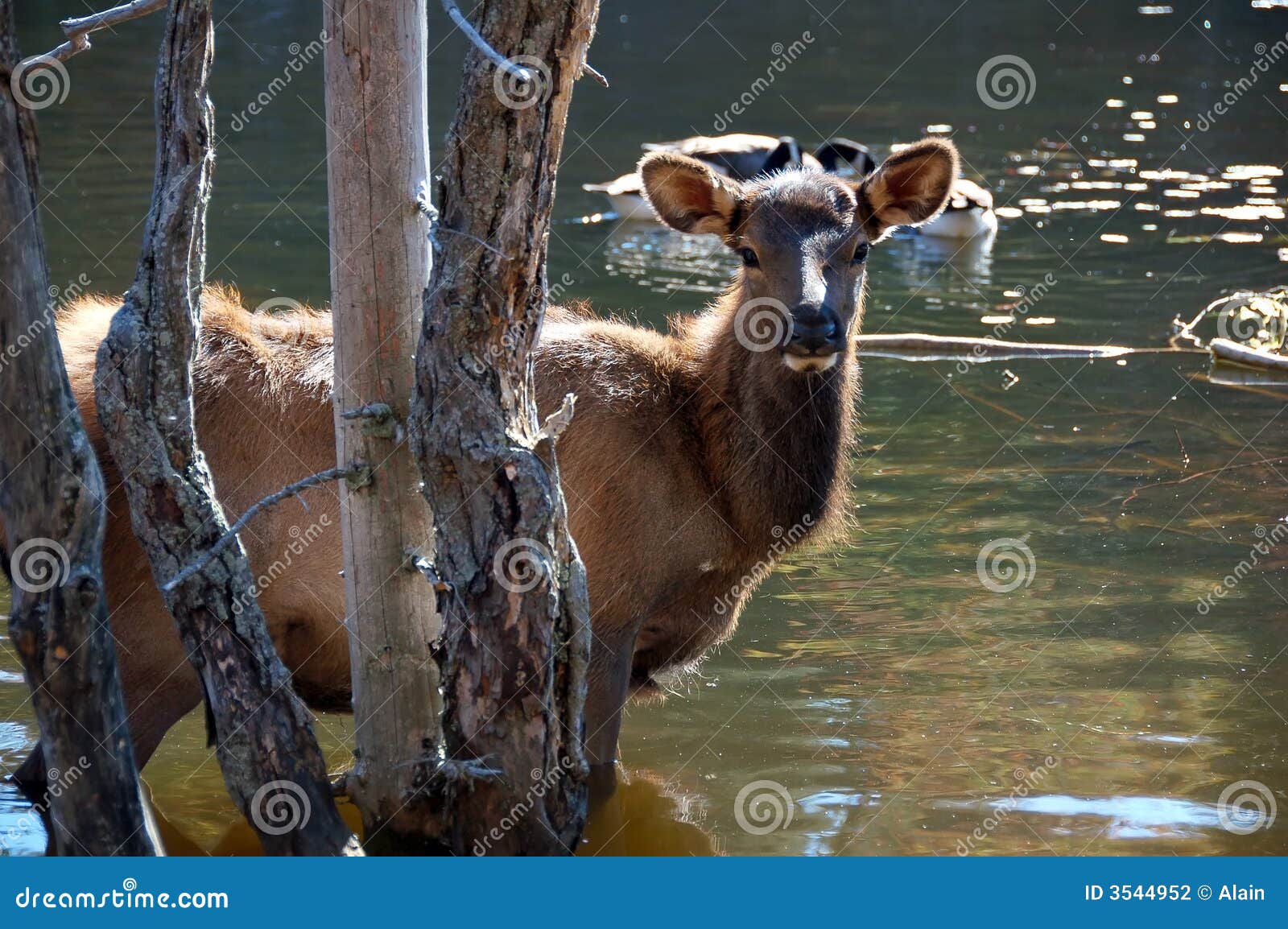 Elk in water stock photo. Image of canadensis, autumn - 3544952