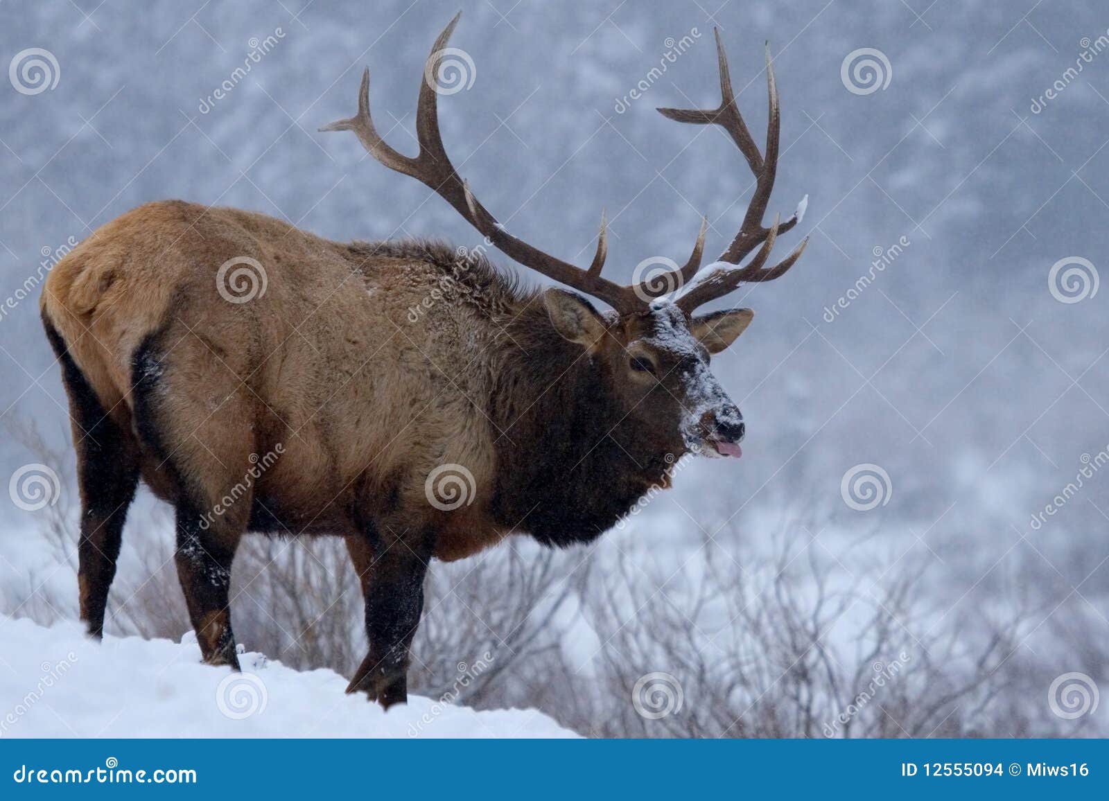 Elk in Winter stock photo. Image of snow, national, reindeer - 12555094