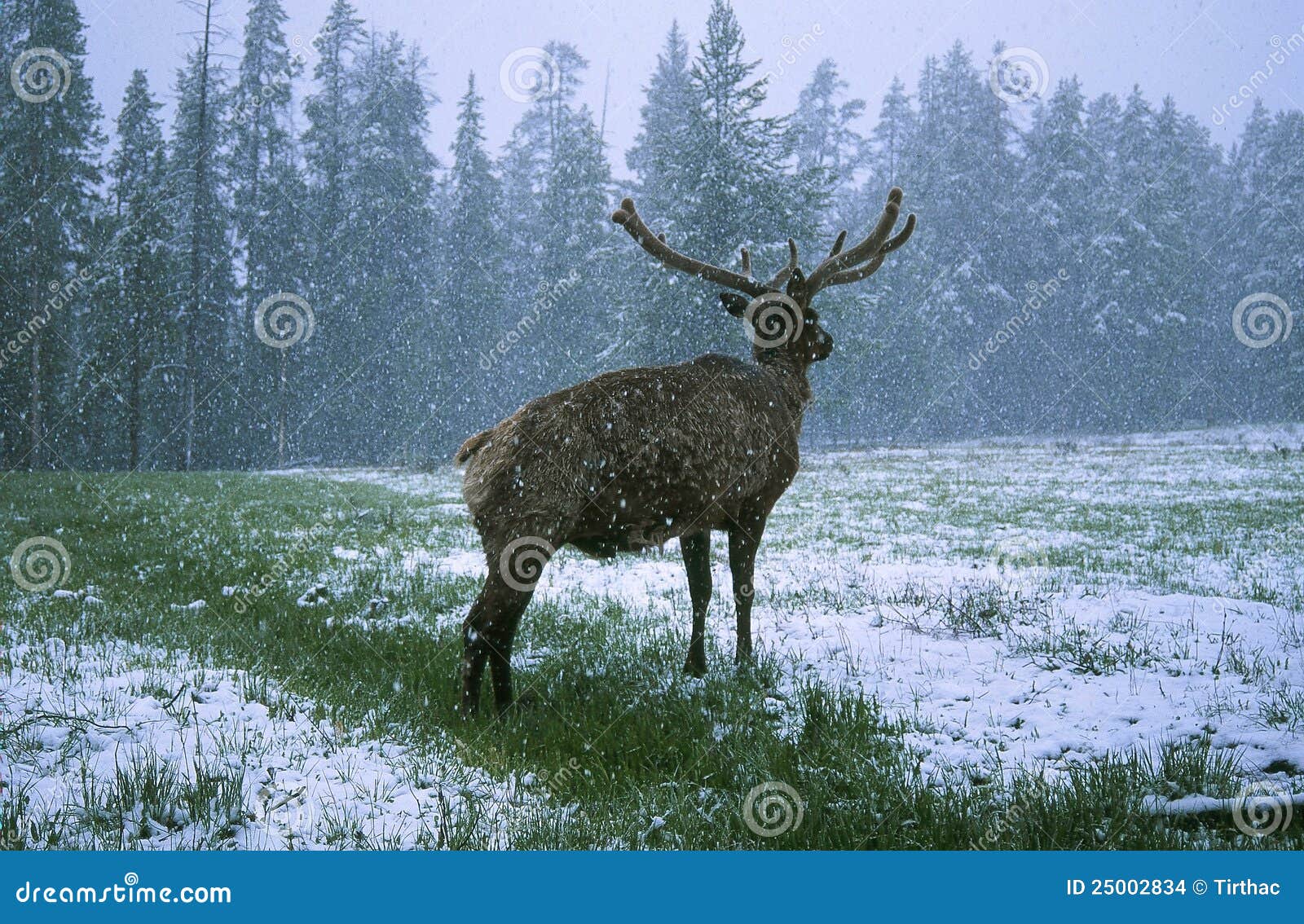 Elk in Winter stock photo. Image of life, winter, national - 25002834