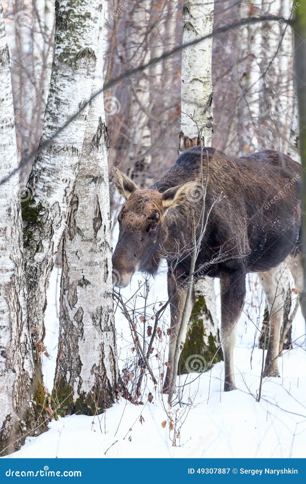 Elk in winter stock image. Image of moose, brown, wild - 49307887