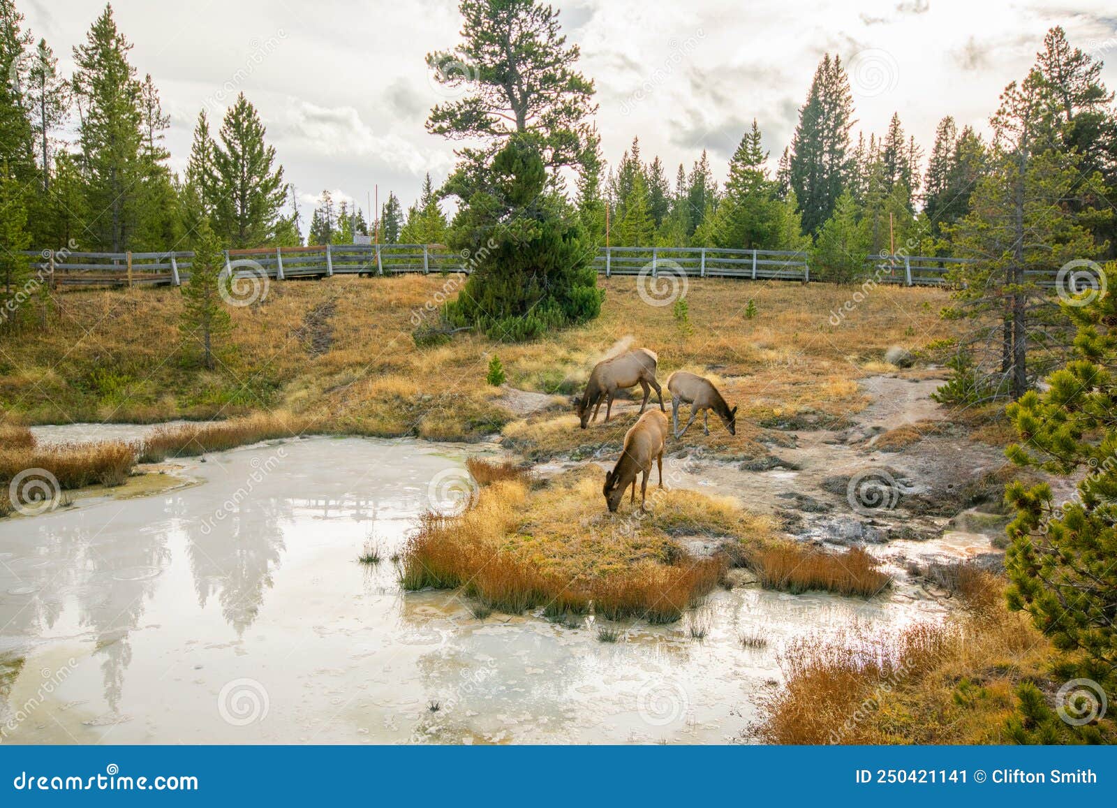 Three Elk at Yellowstone Hot Spring Stock Image - Image of yellowstone ...