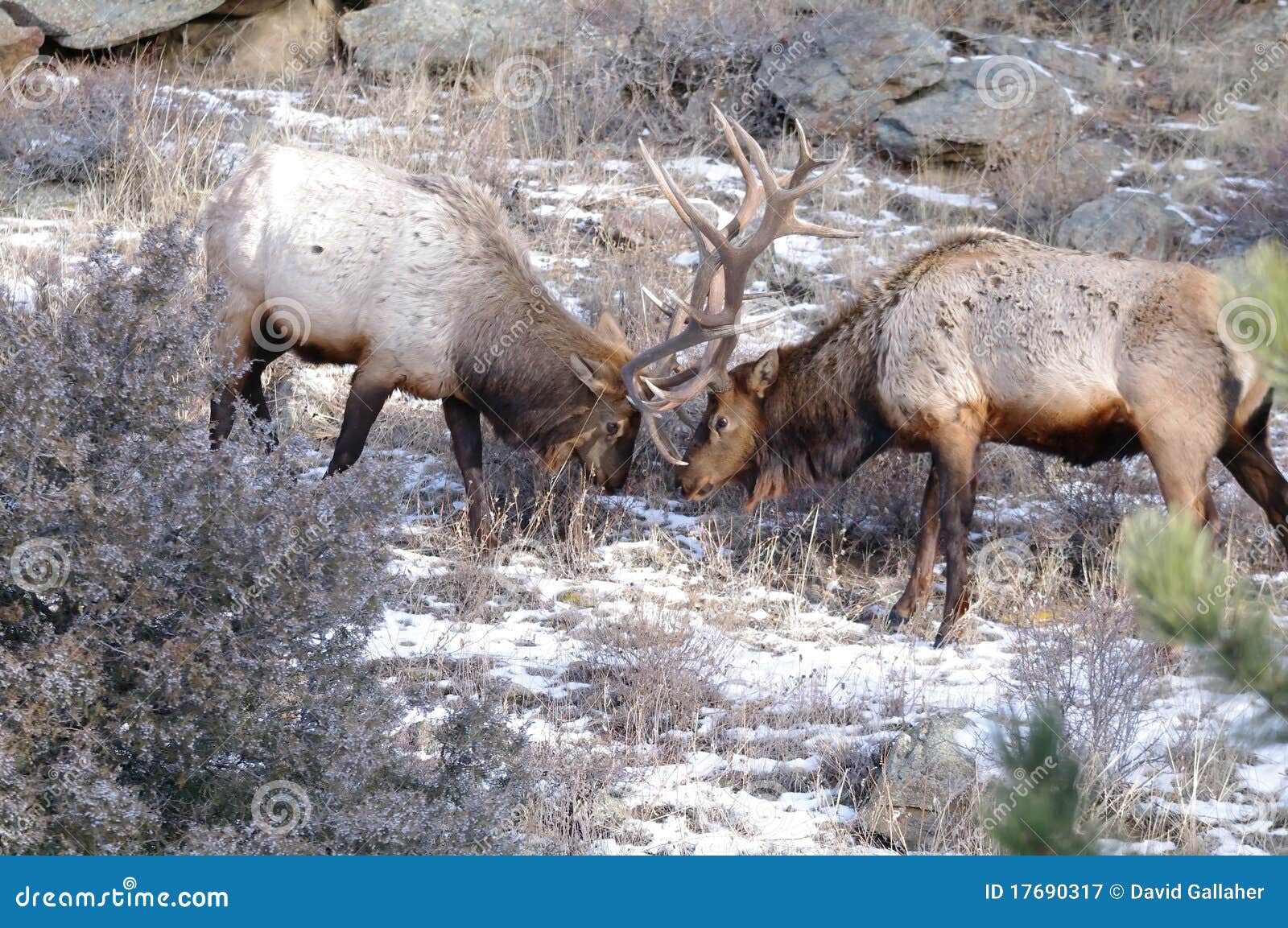 Elks fighting stock image. Image of buck, wild, horn - 17690317