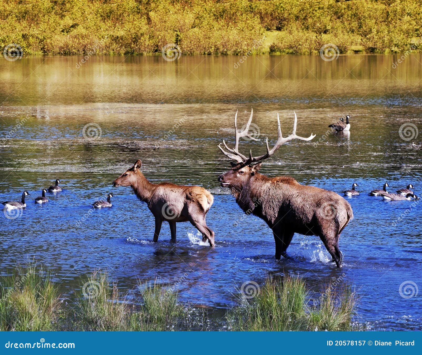 Elks in Water stock image. Image of strong, deer, canada - 20578157
