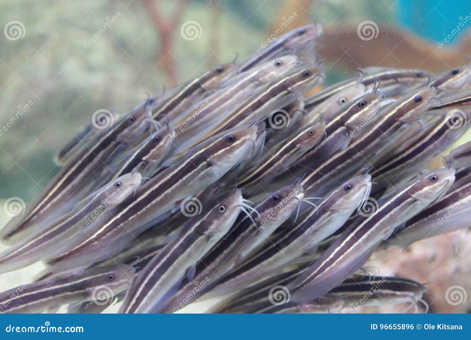 Ell catfish stock photo. Image of animal, catfish, aquarium - 96655896