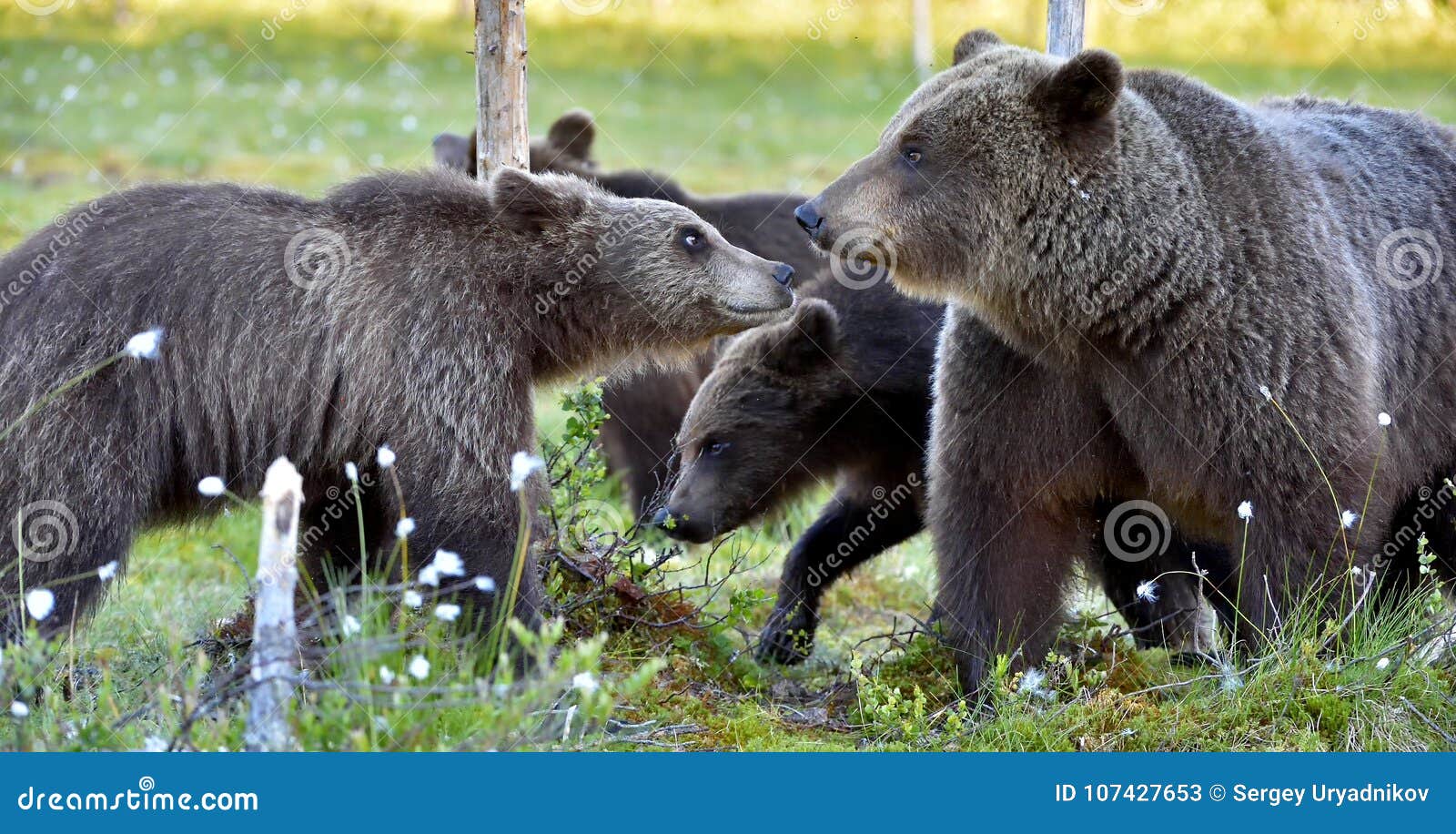 Ella-oso y oso-cachorros imagen de archivo. Imagen de animales - 107427653