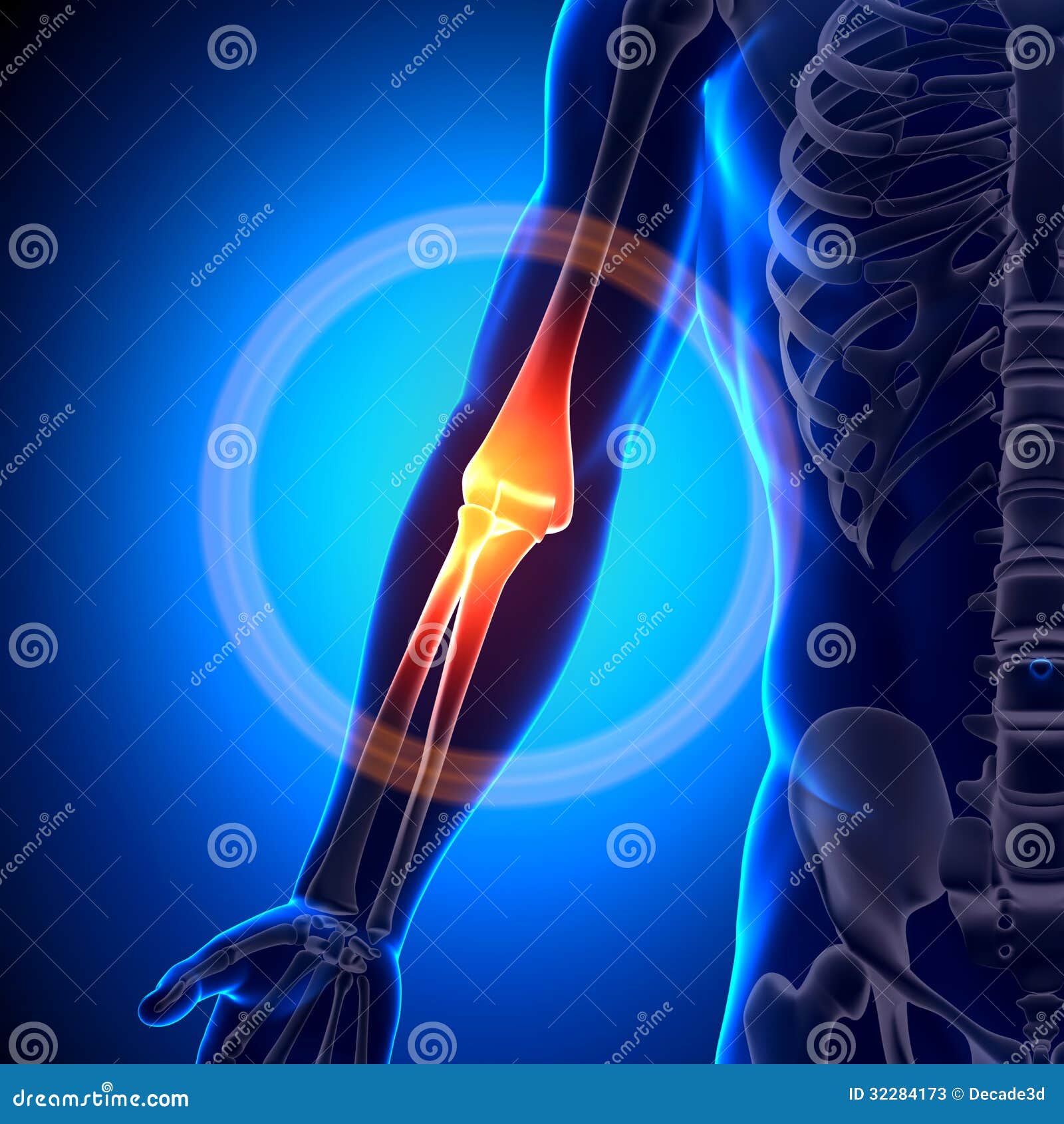 Ellbogen-Anatomie - Anatomie-Knochen Stock Abbildung - Illustration von ...