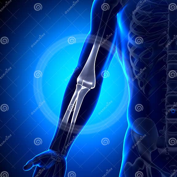 Ellbogen-Anatomie - Anatomie-Knochen Stock Abbildung - Illustration von ...