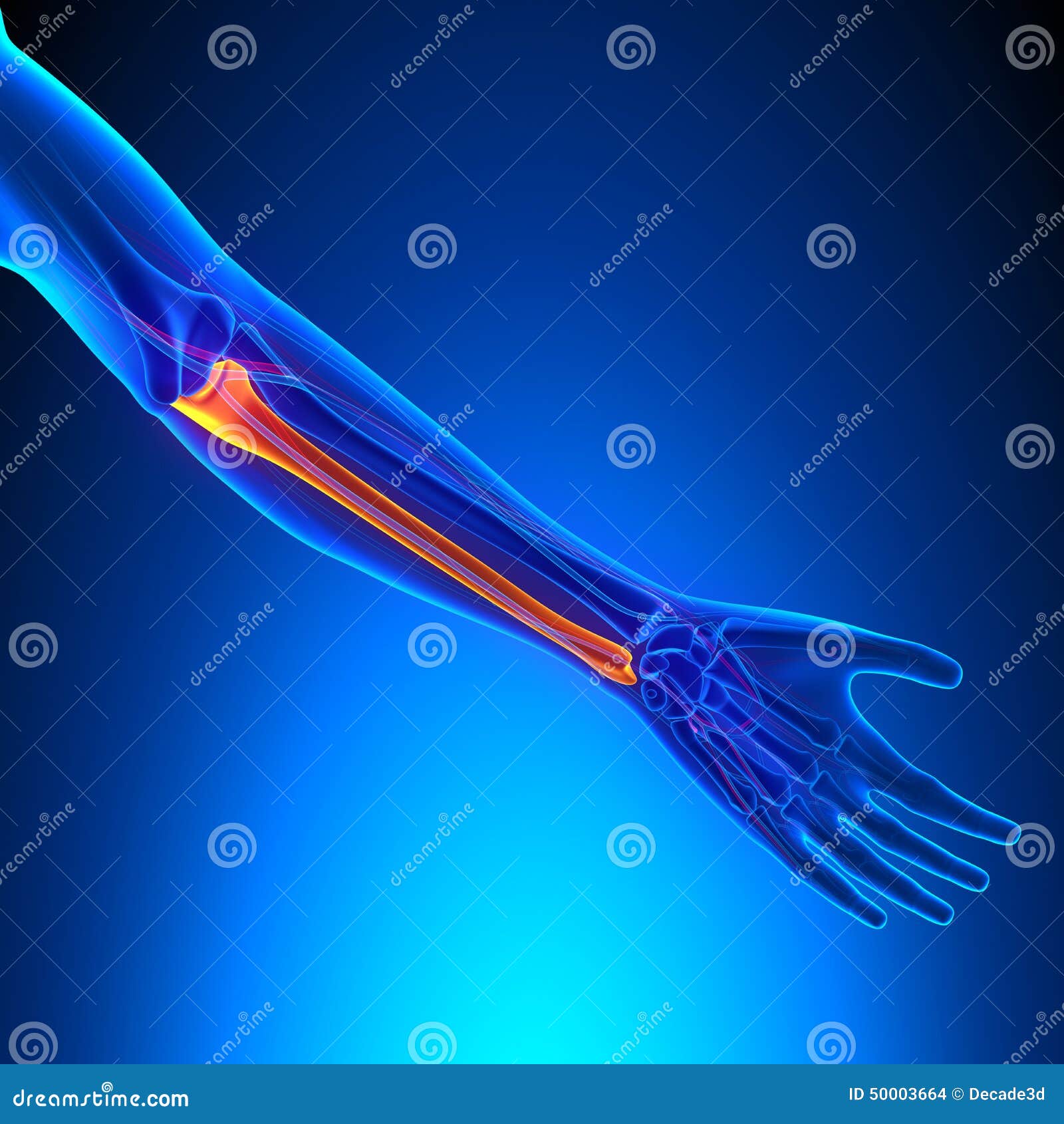 Ellen-Knochen-Anatomie Mit Ciculatory-System Stock Abbildung ...