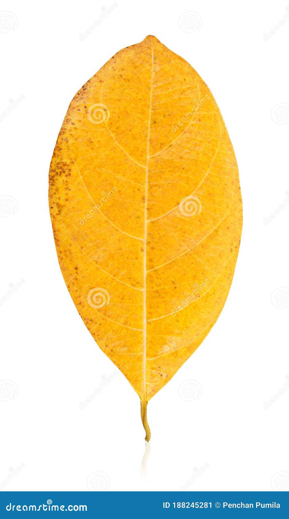 Ellipse Yellow Leaf Shape Isolated on White Stock Image - Image of ...
