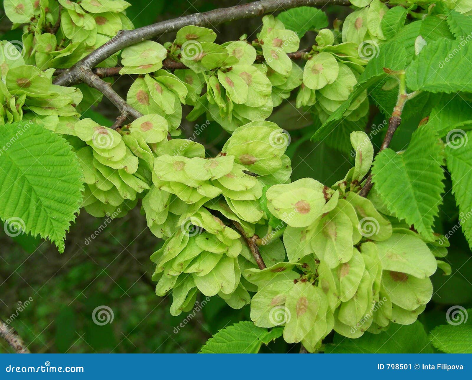 Elm stock image. Image of green, leafes, seeds, beautiful - 798501