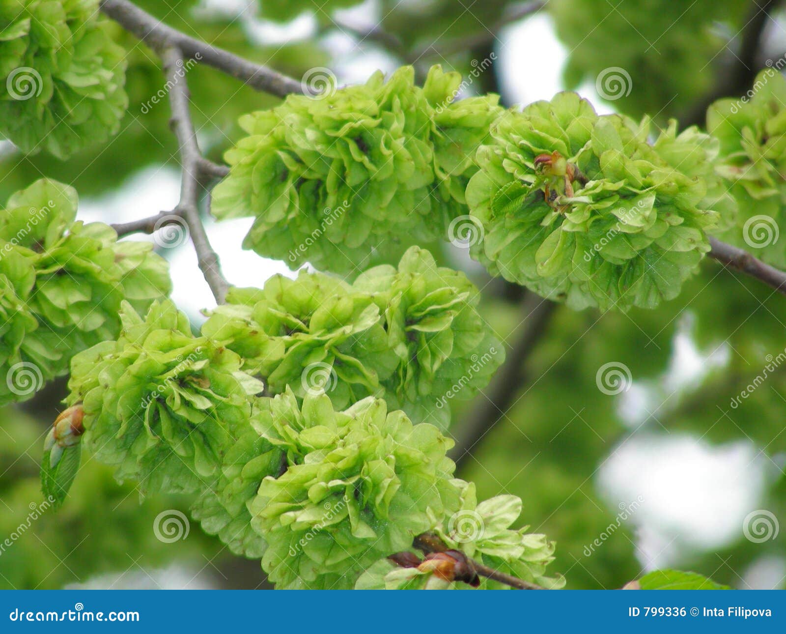 Elm stock photo. Image of nature, beautiful, seeds, leave - 799336