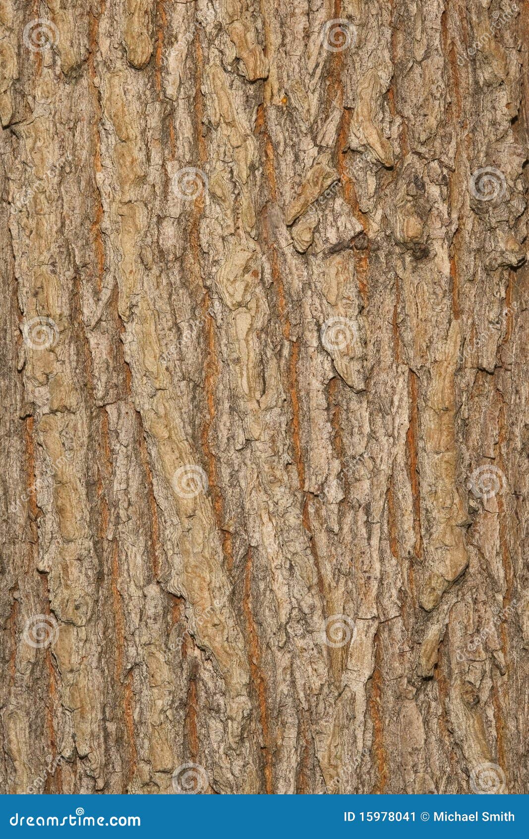 Elm bark stock image. Image of nature, trunk, flora, bark - 15978041