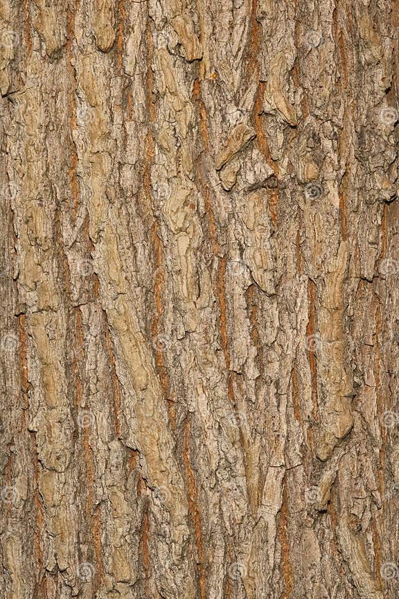 Elm bark stock image. Image of nature, trunk, flora, bark - 15978041