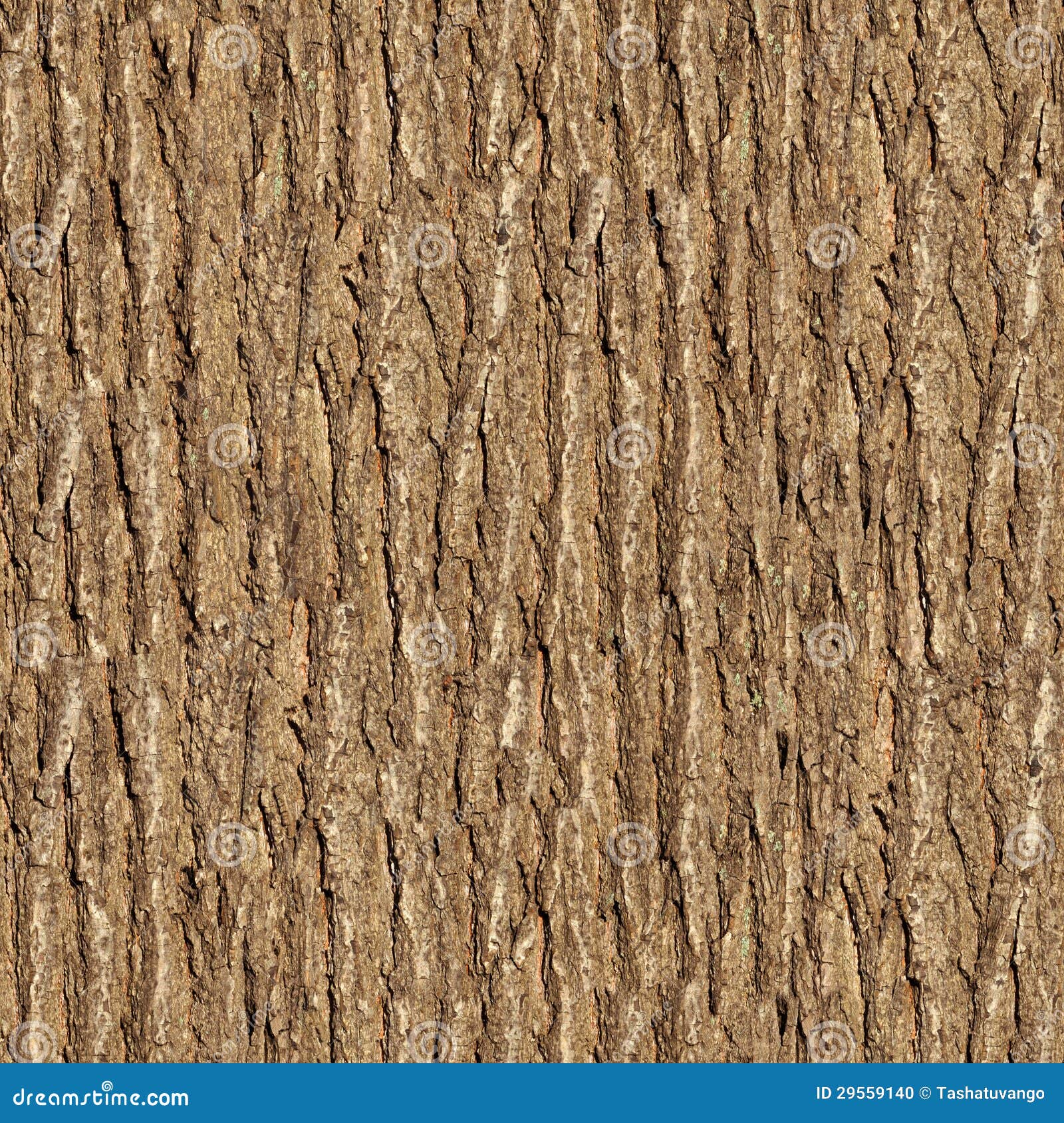 Elm Bark. Seamless Texture. Stock Photo - Image of protection, plank ...