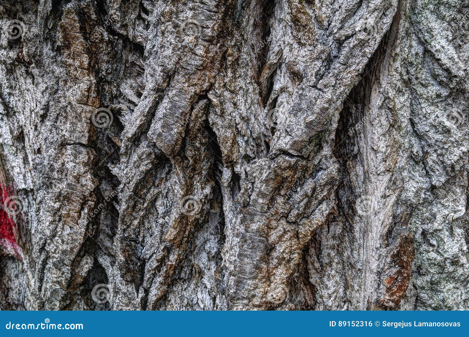 Elm bark stock photo. Image of texture, plant, wood, close - 89152316