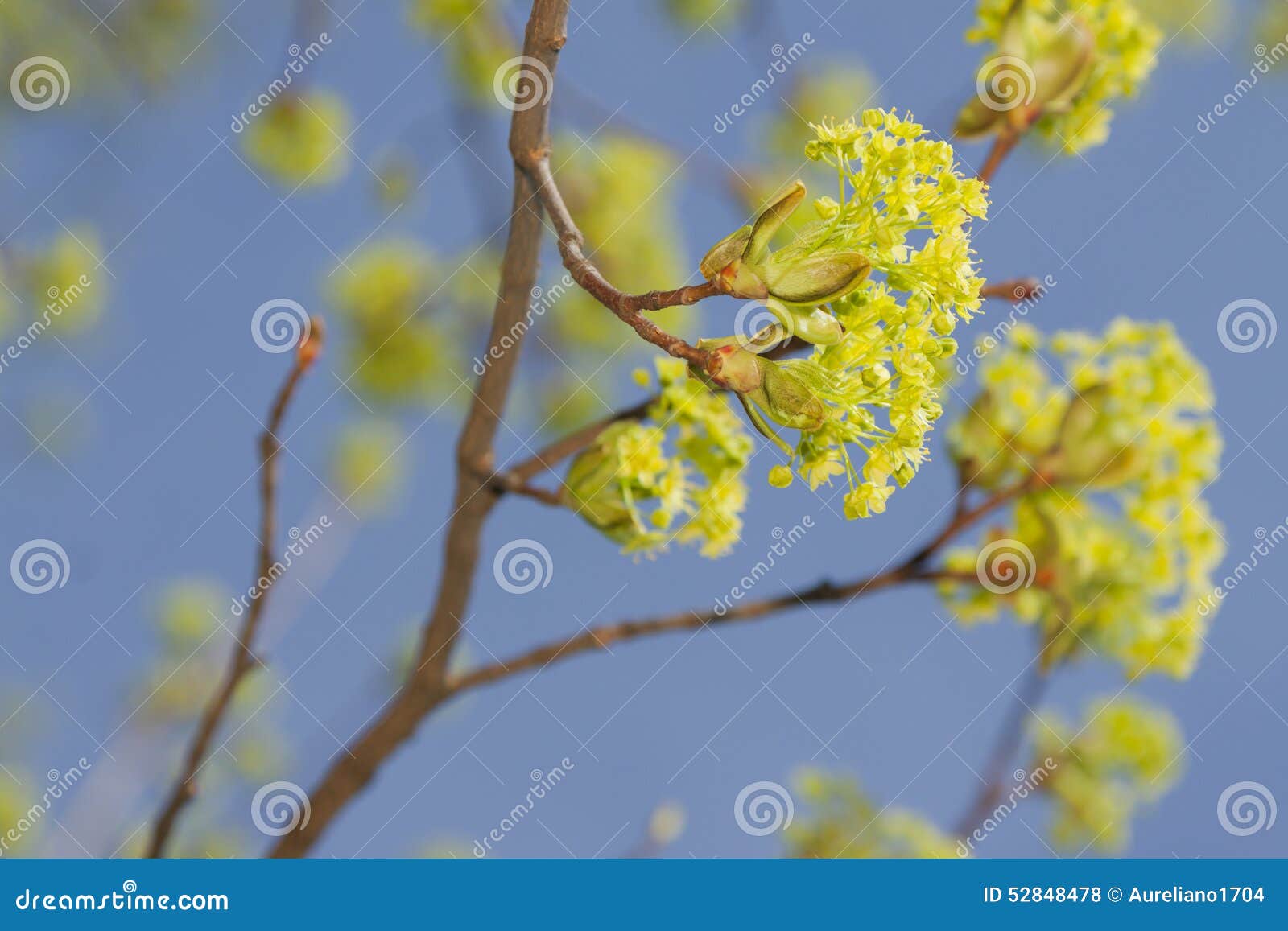 Elm Blossom in Early Springtime Stock Photo - Image of blossom, biology ...