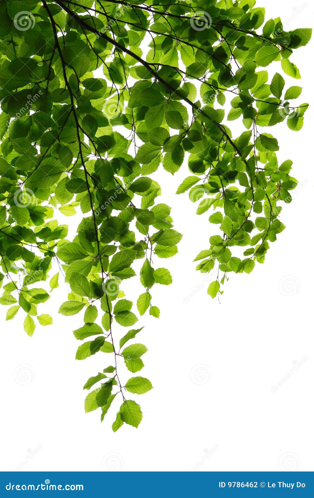 Elm Branch stock photo. Image of leaf, sunlight, environment - 9786462