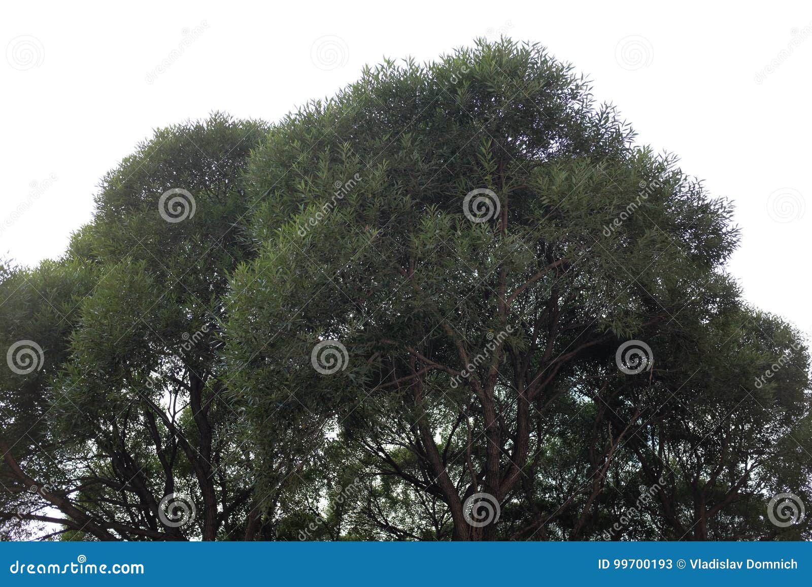 Elm crown stock image. Image of trees, green, omsk, leaves - 99700193