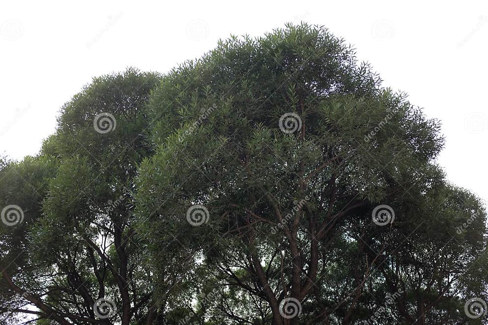 Elm crown stock image. Image of trees, green, omsk, leaves - 99700193