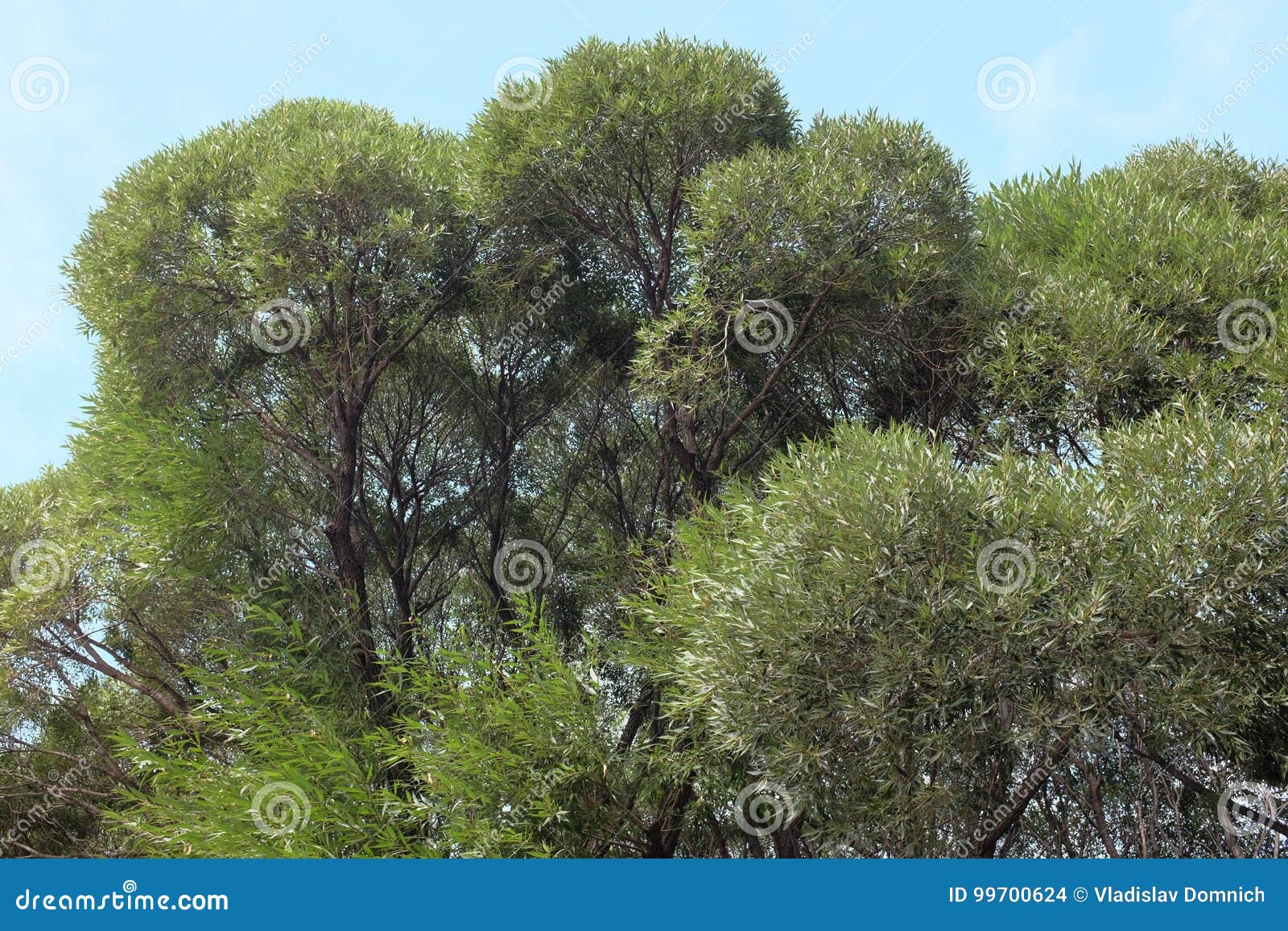 Elm crown stock photo. Image of summer, nature, outdoor - 99700624