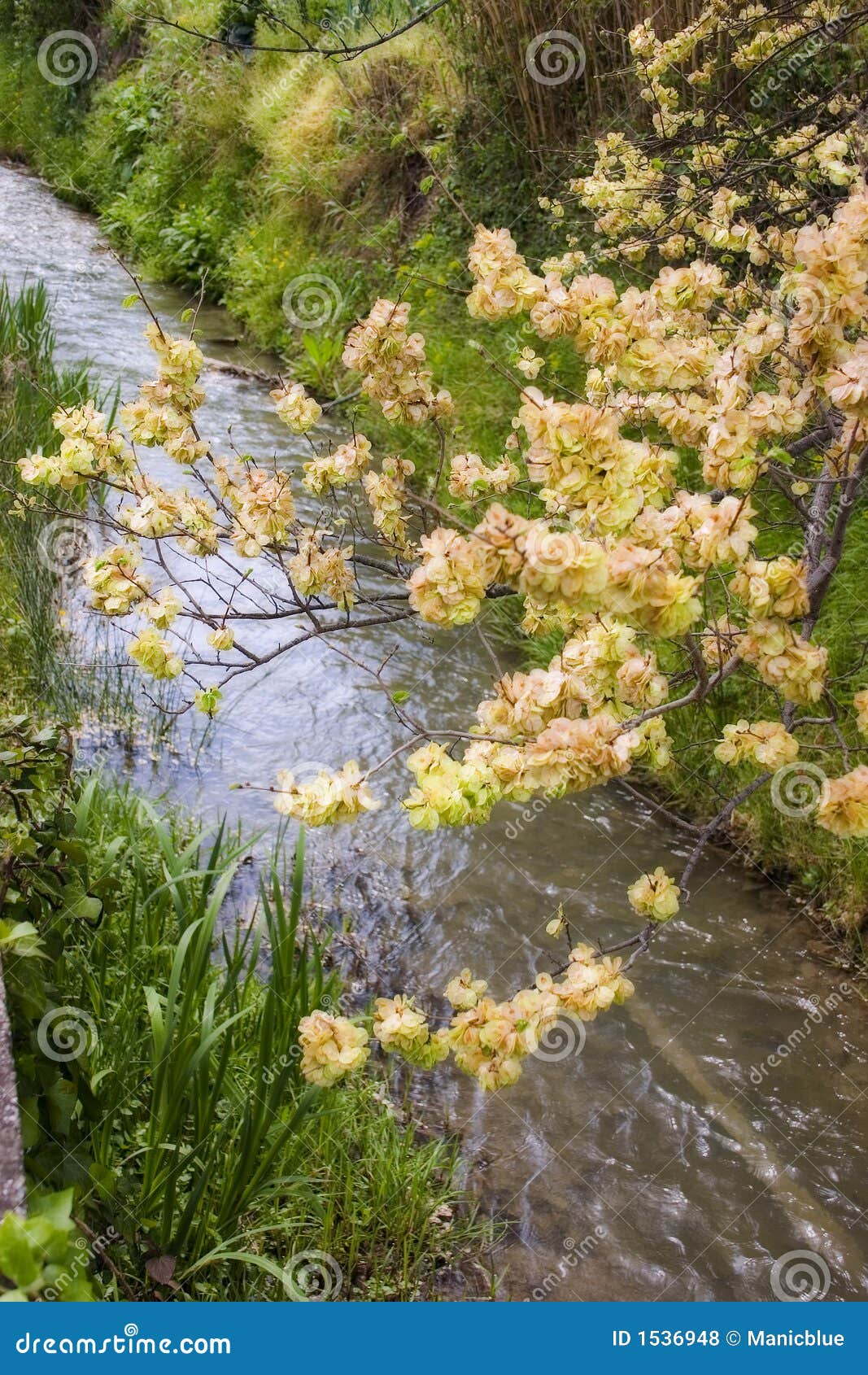 Elm in flower stock photo. Image of ditch, foliage, yellow - 1536948