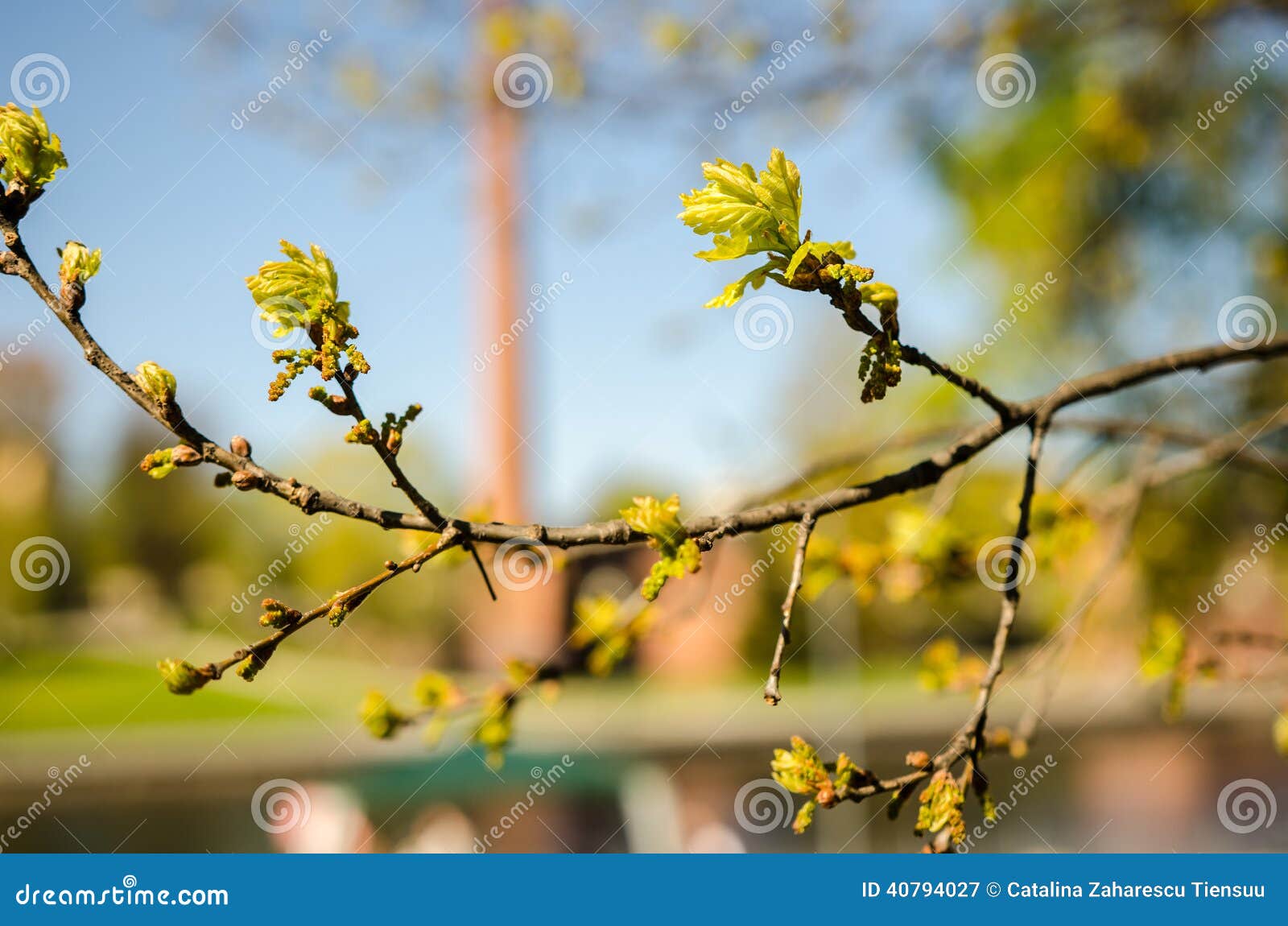 307 Elm Tree Flowers Stock Photos - Free & Royalty-Free Stock Photos ...