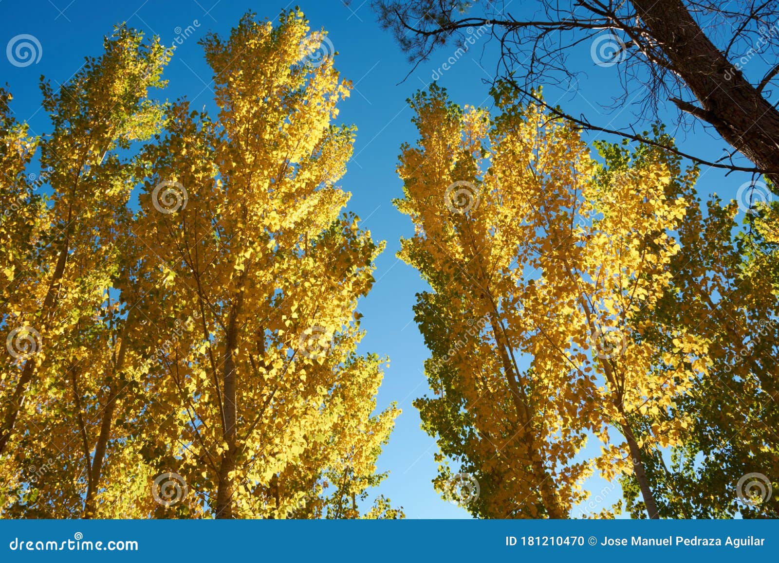 An elm forest stock photo. Image of black, leaf, ecosystem - 181210470
