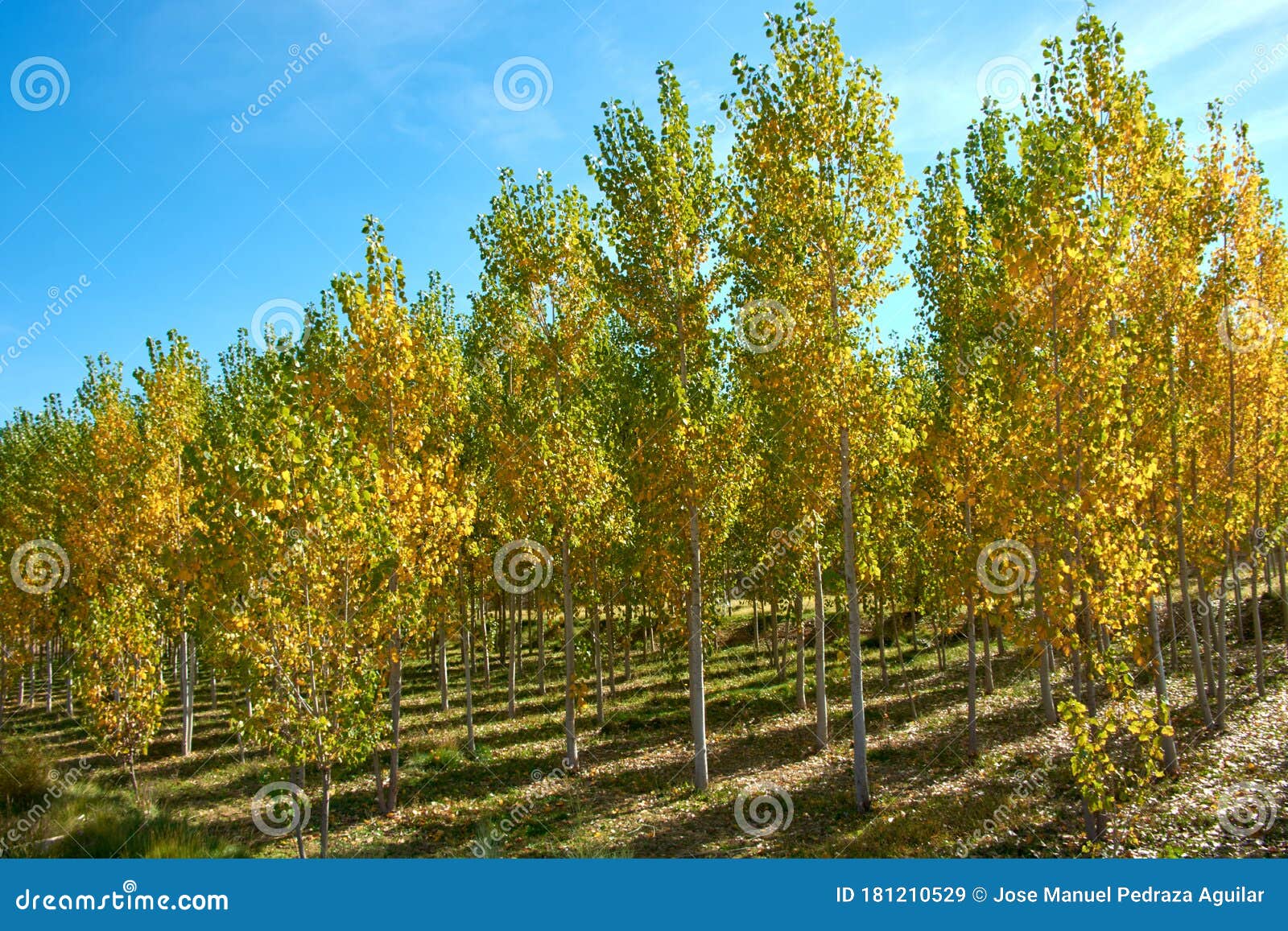 An elm forest stock image. Image of natural, scenic - 181210529