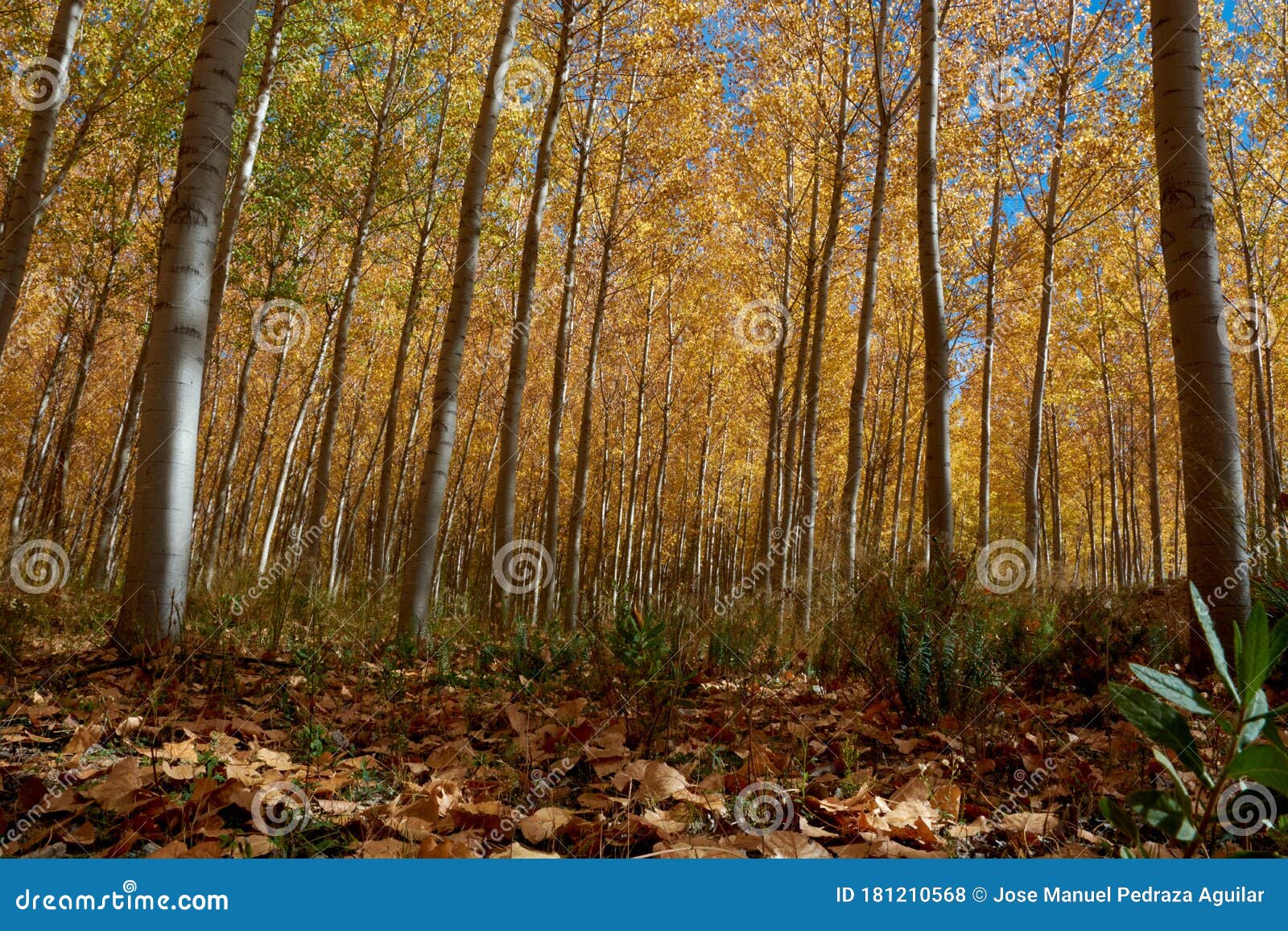 An elm forest stock photo. Image of foliage, peninsula - 181210568