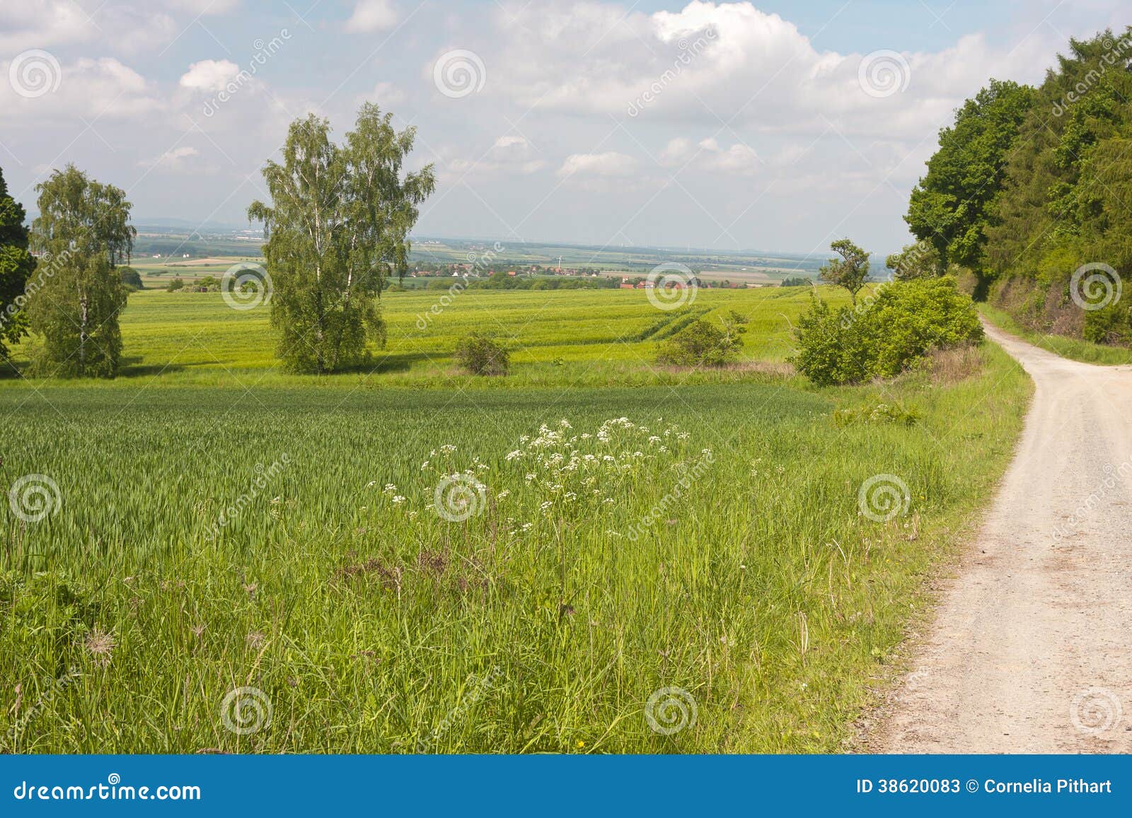 Elm in Germany stock image. Image of rest, village, grass - 38620083