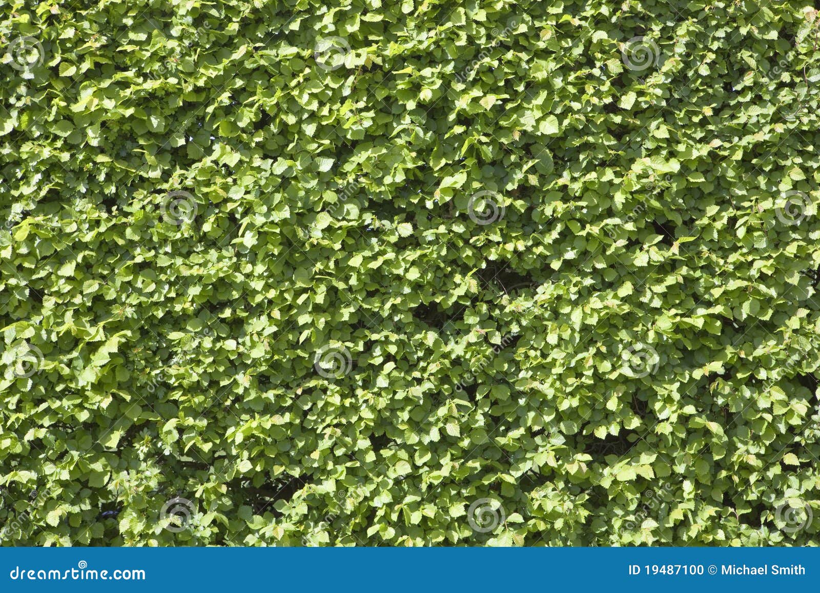 Elm hedge background stock photo. Image of texture, background - 19487100