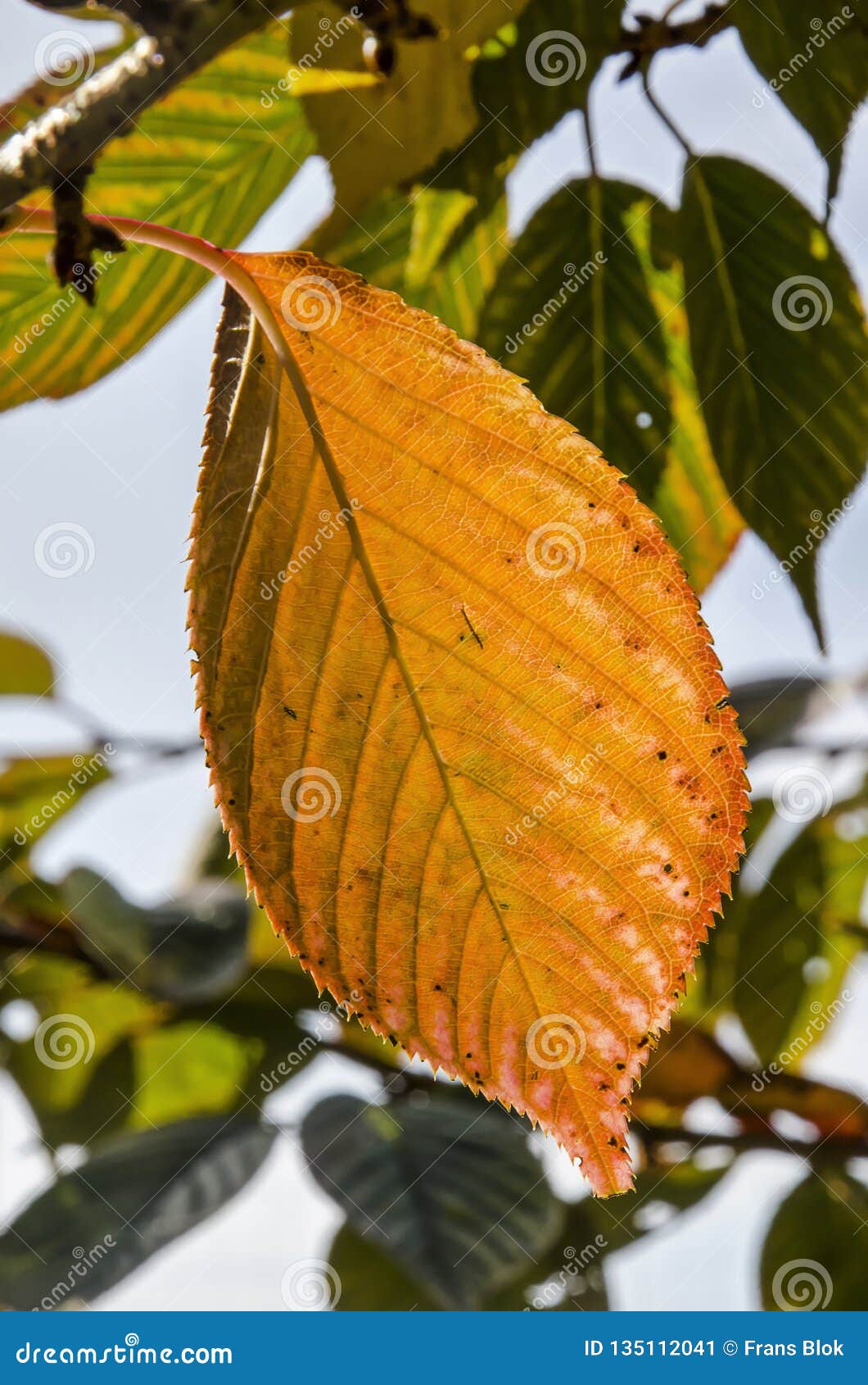 Elm leaf in autumn stock image. Image of olmus, tree - 135112041