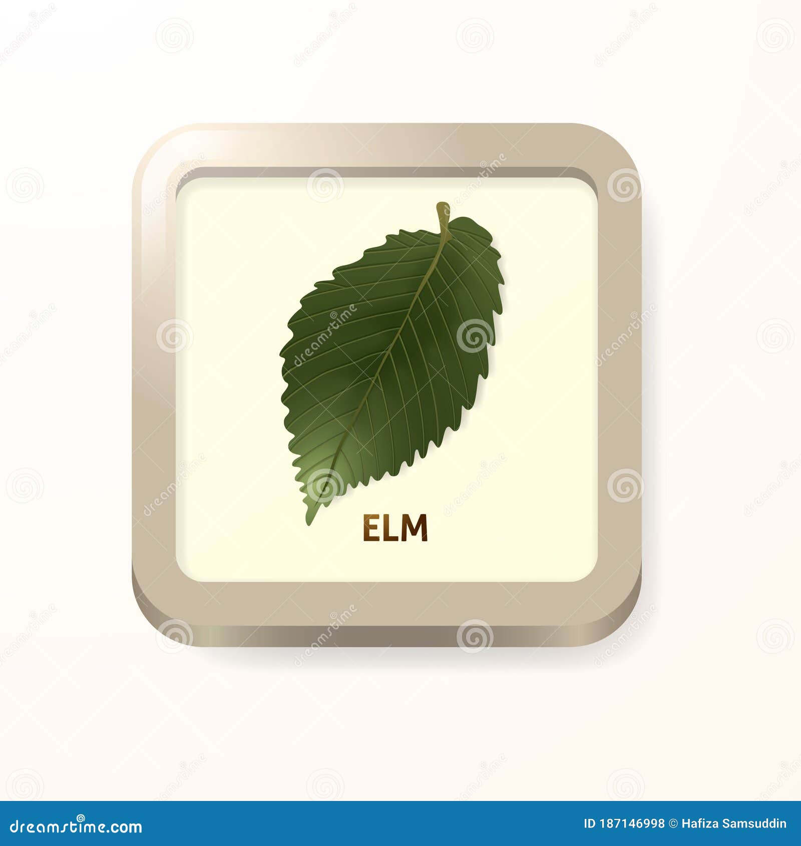 Elm Leaf. Vector Illustration Decorative Design Stock Vector ...
