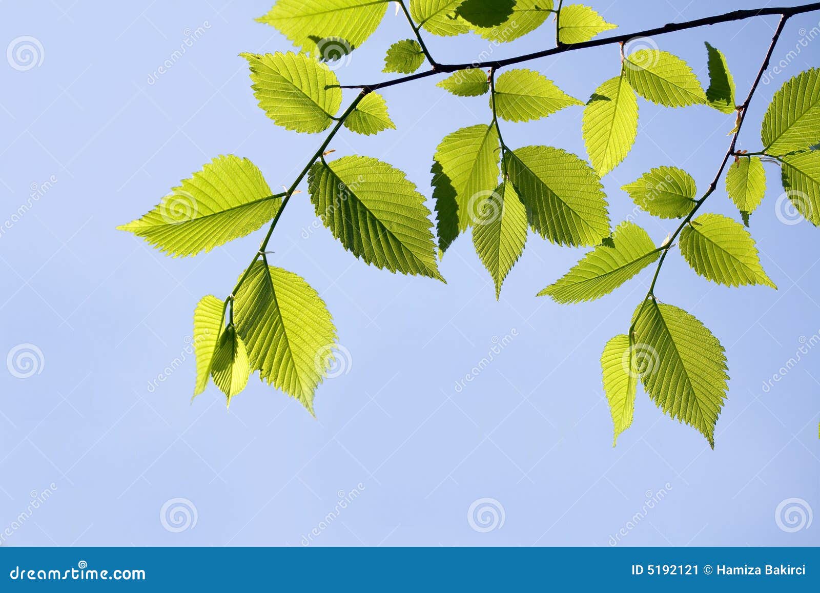 Elm leaves stock image. Image of nature, spring, pattern - 5192121