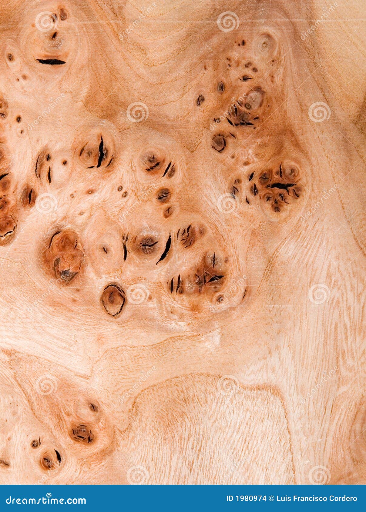 Elm root stock photo. Image of plant, table, pulp, lumber - 1980974